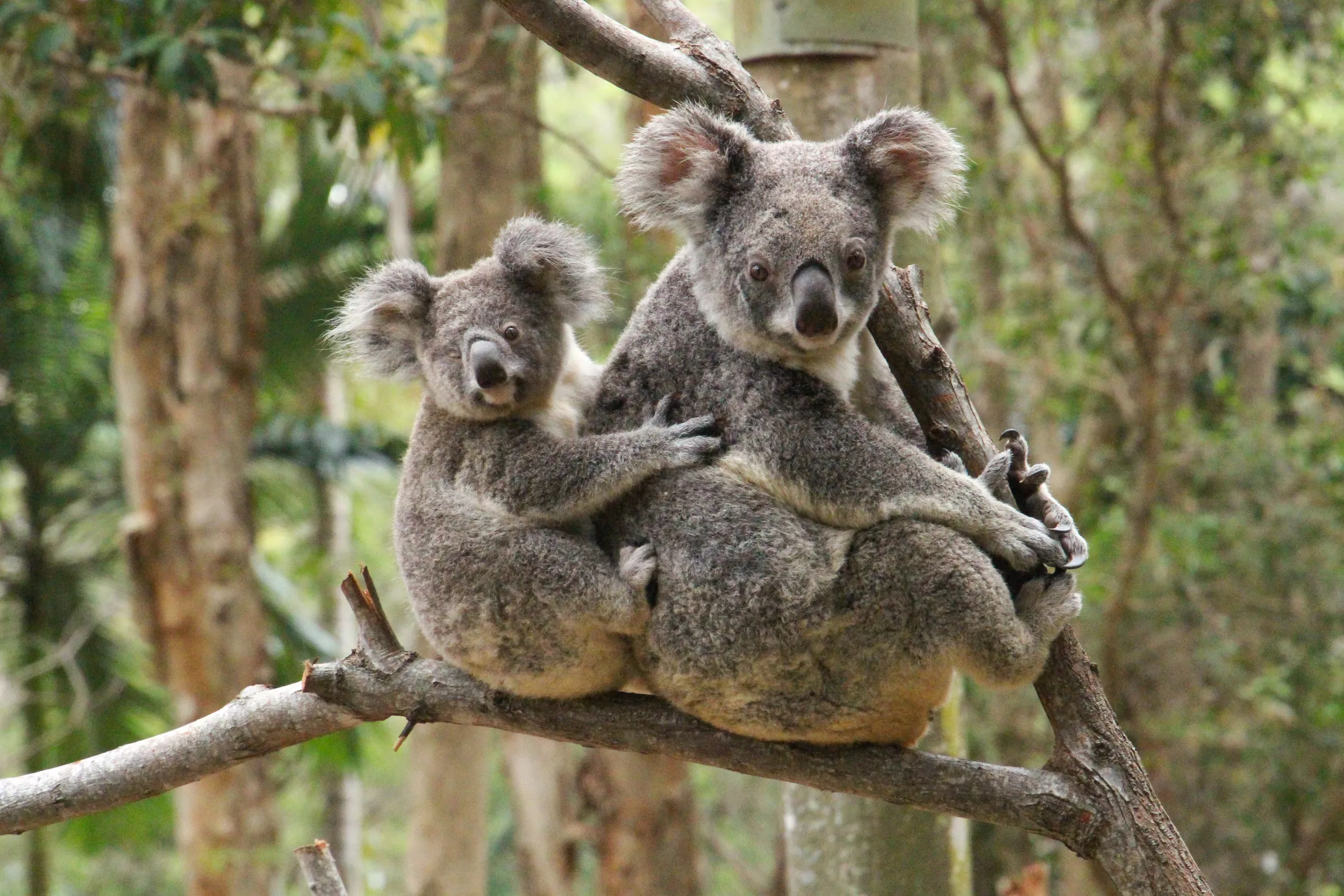 Koala Bear With Down Syndrome