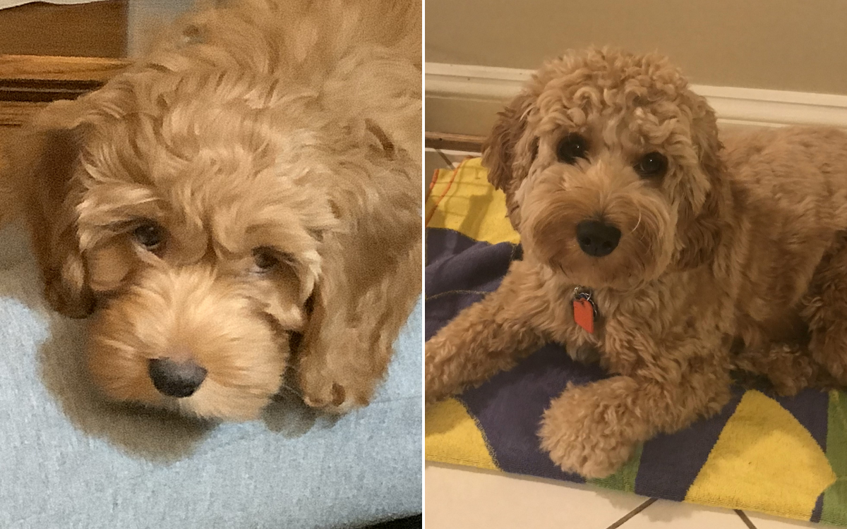 Puppy Cut Cockapoo