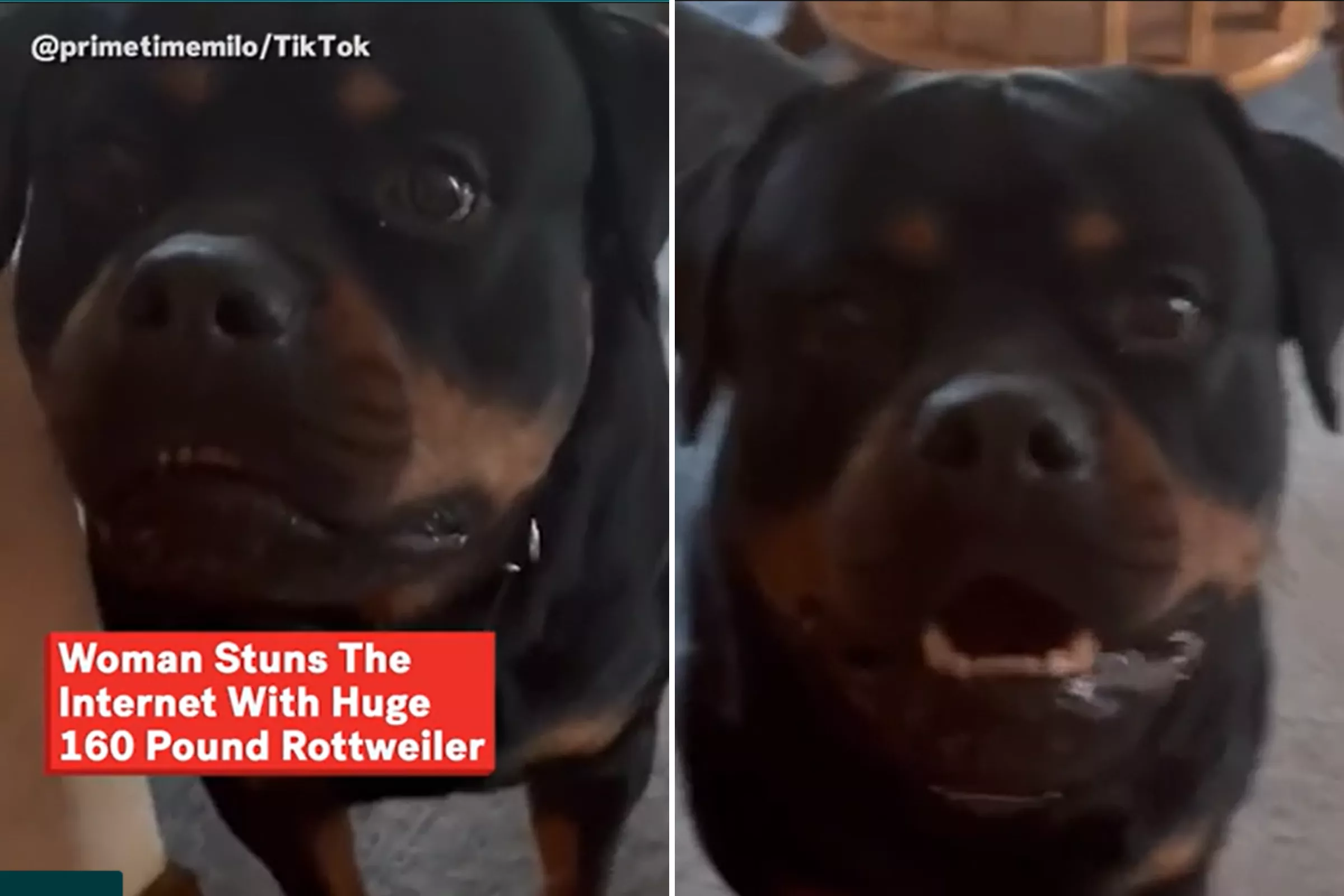Worlds Largest Rottweiler Vom Hause Neubrand Rottweilers