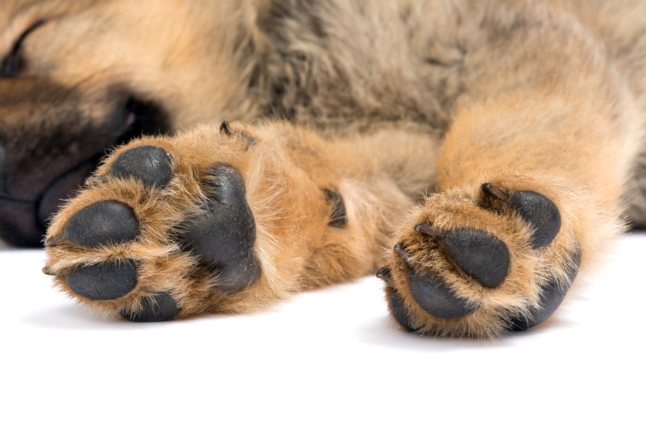Internet Obsessed With Golden Retriever's Fluffy 'Grinch Toes' - Newsweek