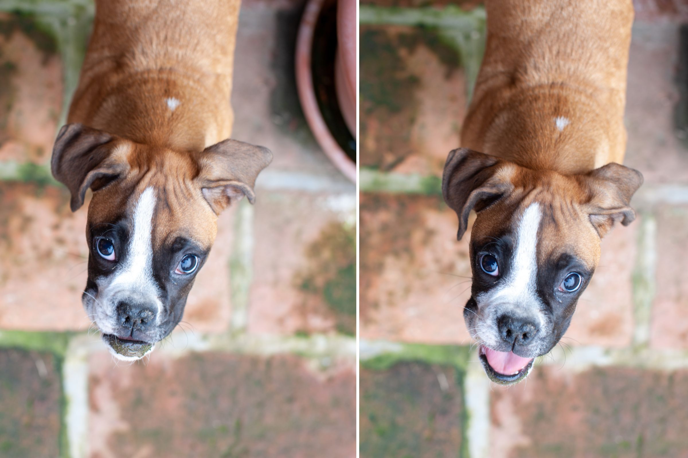 Hearts Melt Over Neighbor's Boxer Who "Knocks" Every Day To Ask Dog To ...