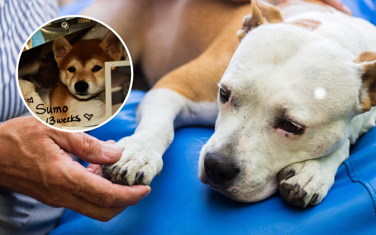Dog Cries at Pictures of Deceased Canine Best Friend in Heartbreaking Video - Newsweek