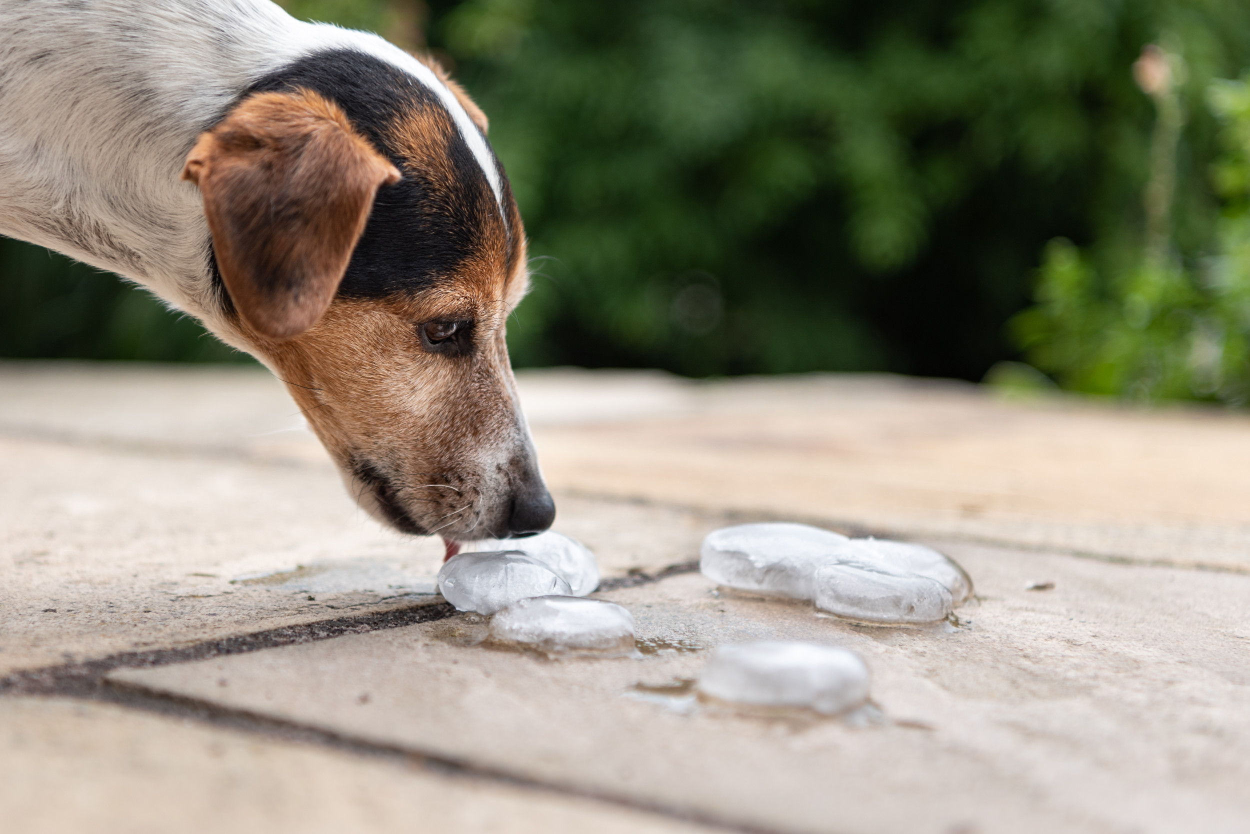 Foster Dog Napping in the Sun While Licking Ice Cube Applauded: 'Goals ...