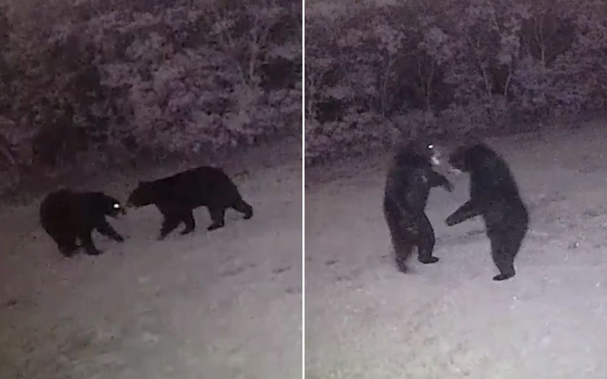 Two Bears Filmed 'Dancing' in Florida Homeowner's Backyard - Newsweek