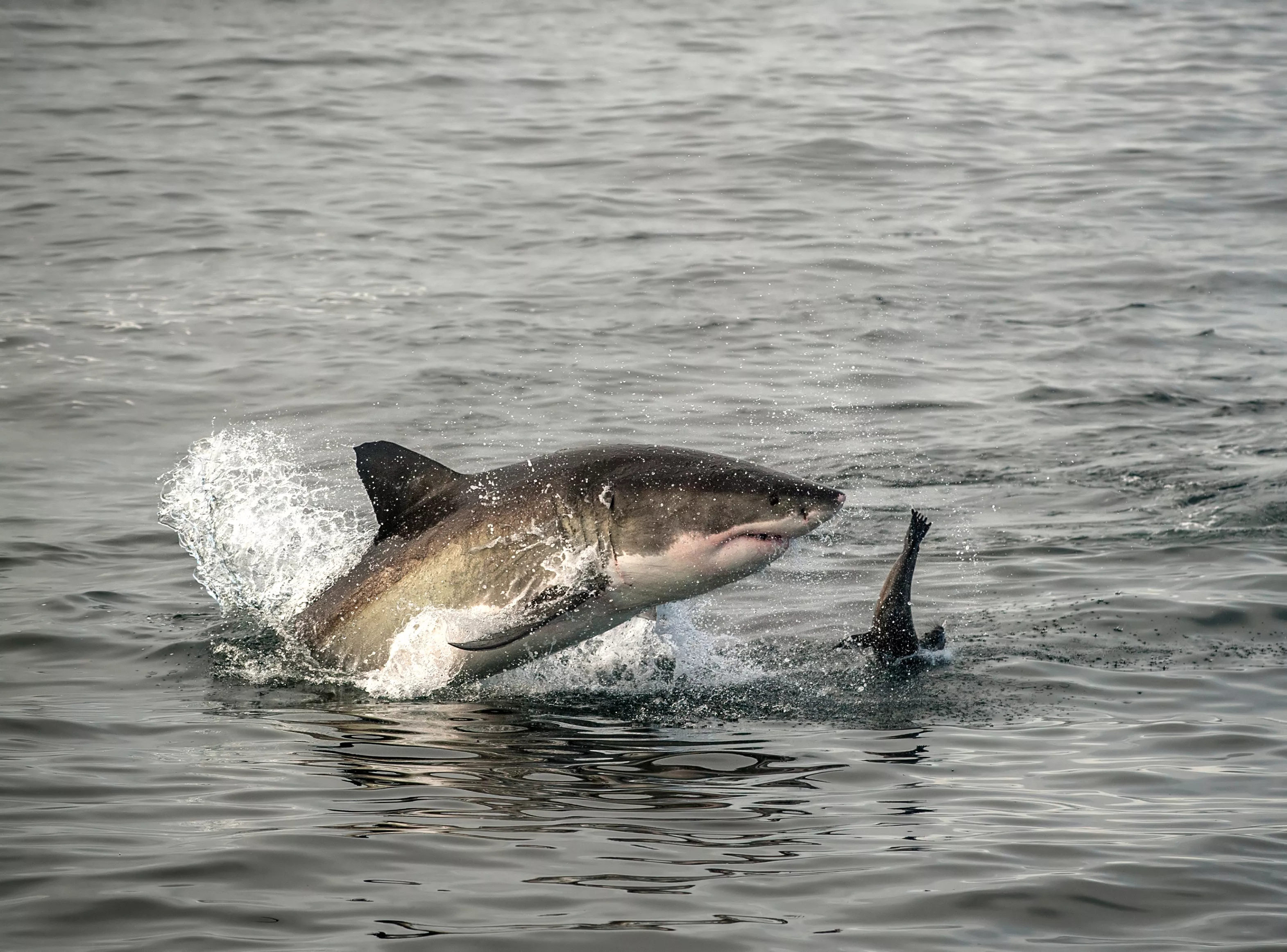 Tiger Shark Attacks Videos