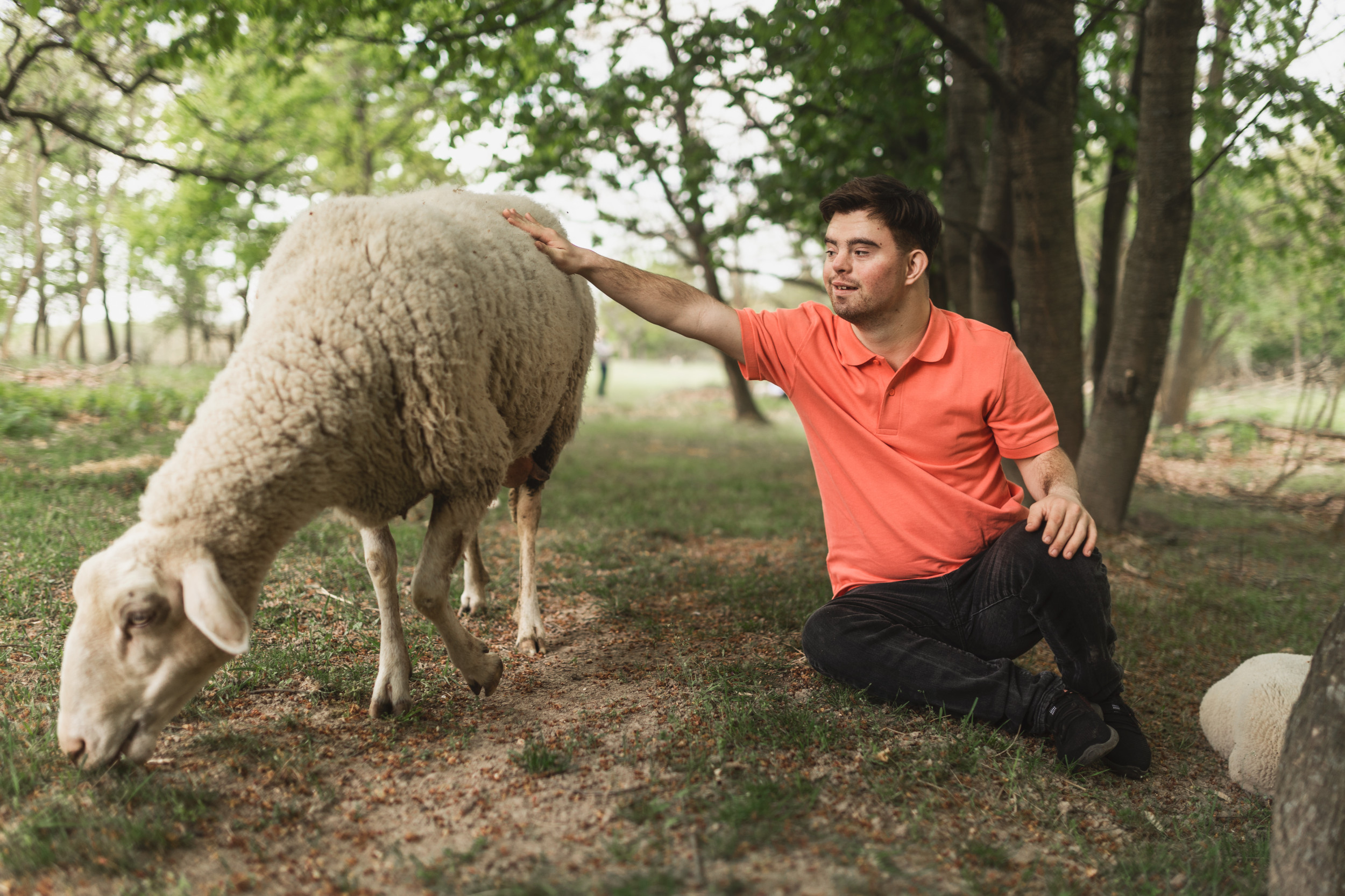 Disabled Sheep Rescued From Meat Farm Warms Hearts After Adoption ...