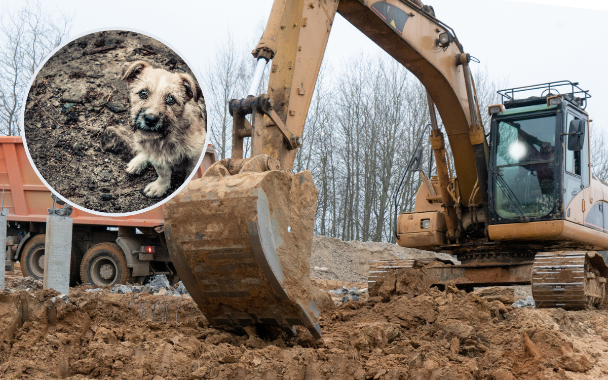 Puppy Falls Into Dangerously Deep Pit in Dramatic Video - Newsweek