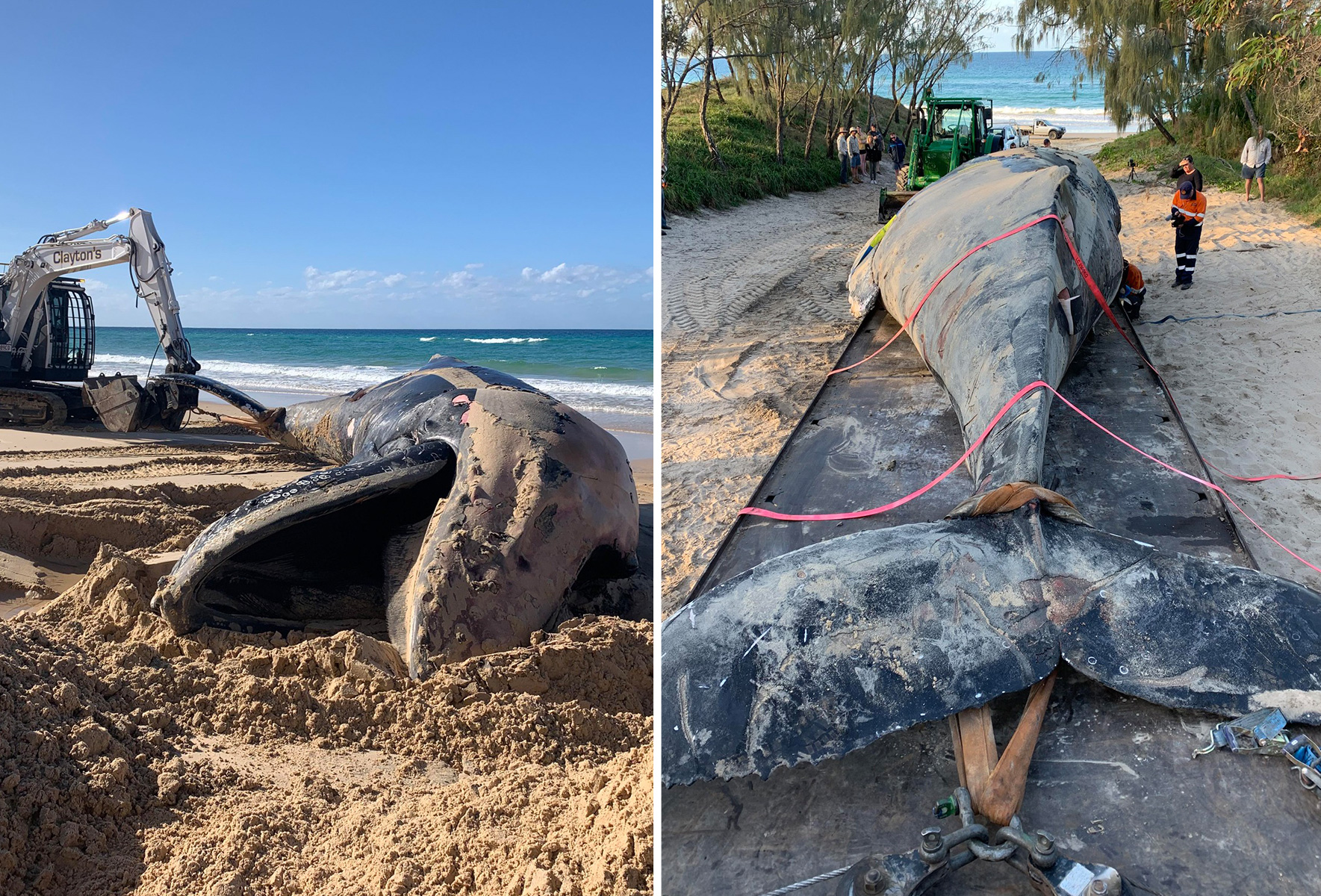 Excavator Called In To Remove Rotting 18-Tonne Whale Carcass on Beach ...