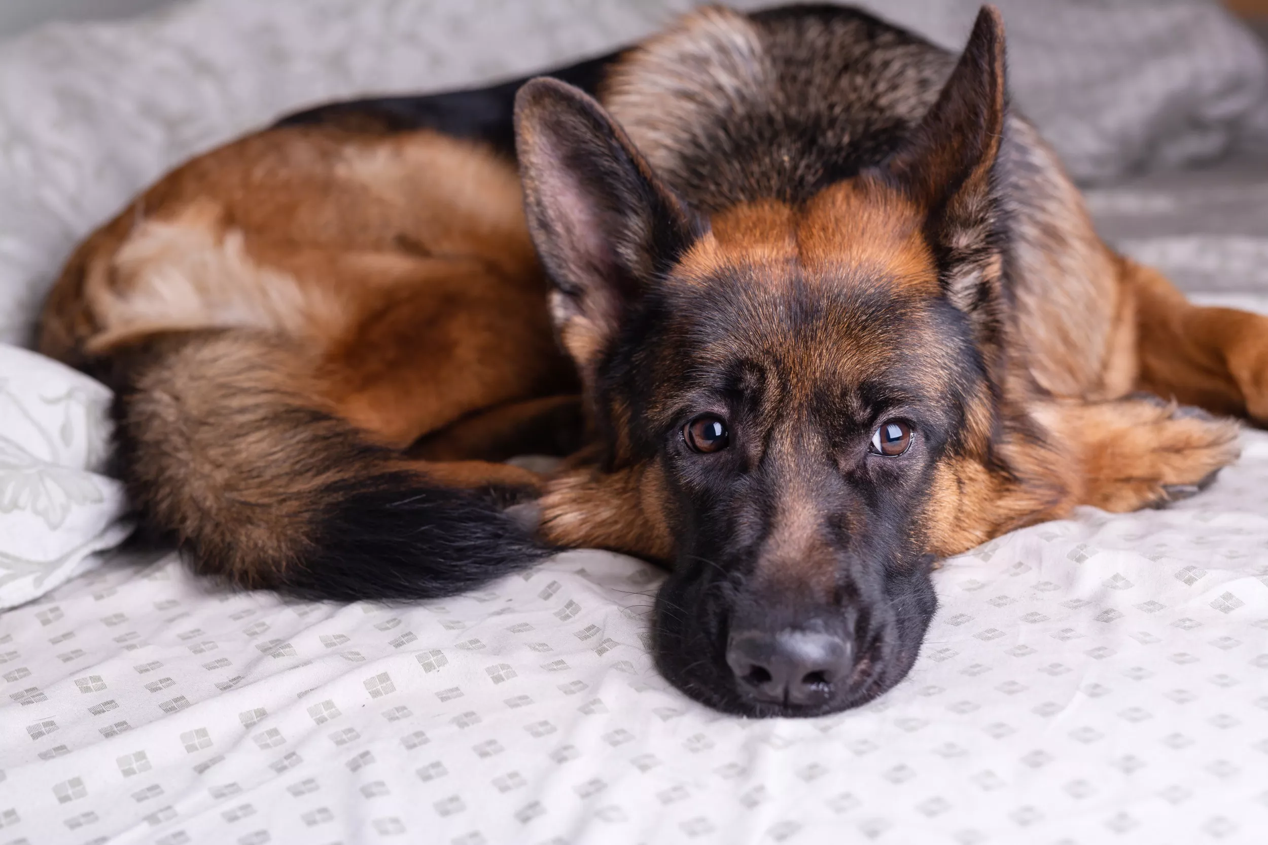 Israel German Shepherd Dogs