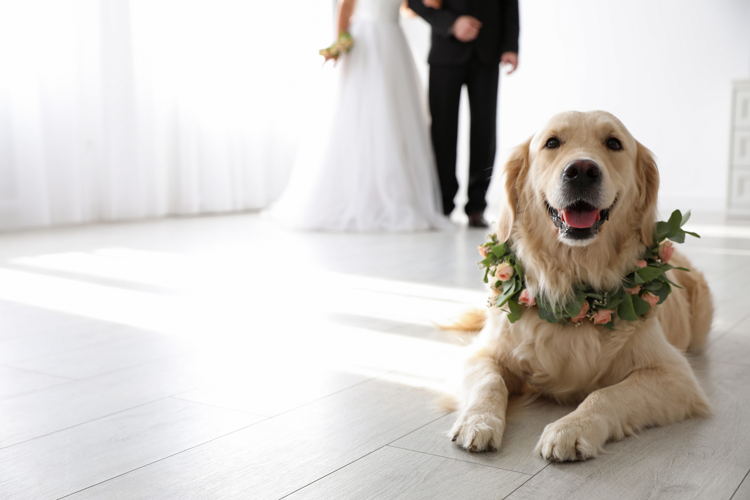 Dog Record Wedding Bow Vows: Dogs In Weddings | Modern Dog Magazine