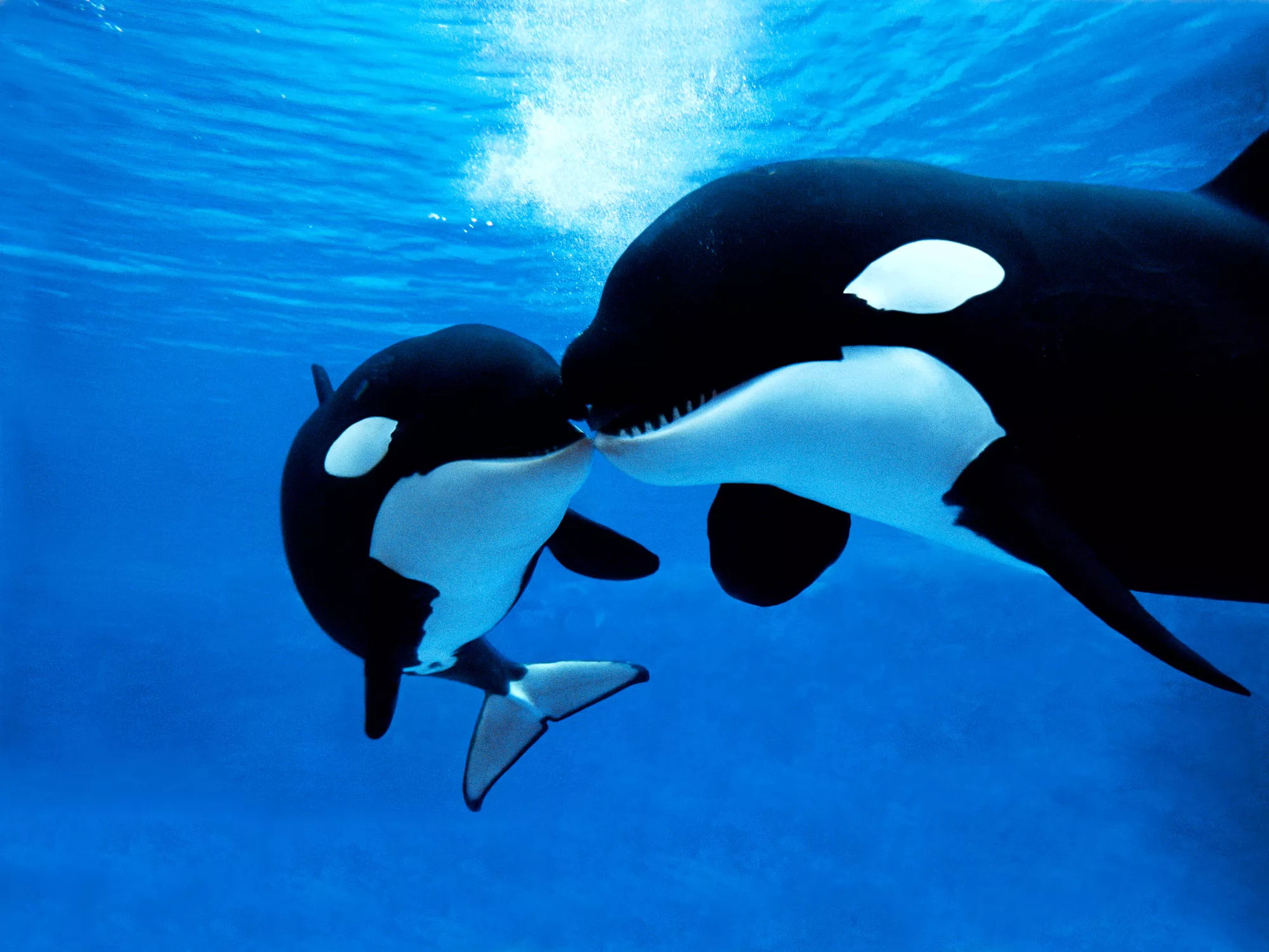 Killer Whale National Geographic Country Diary: Nothing Beats The