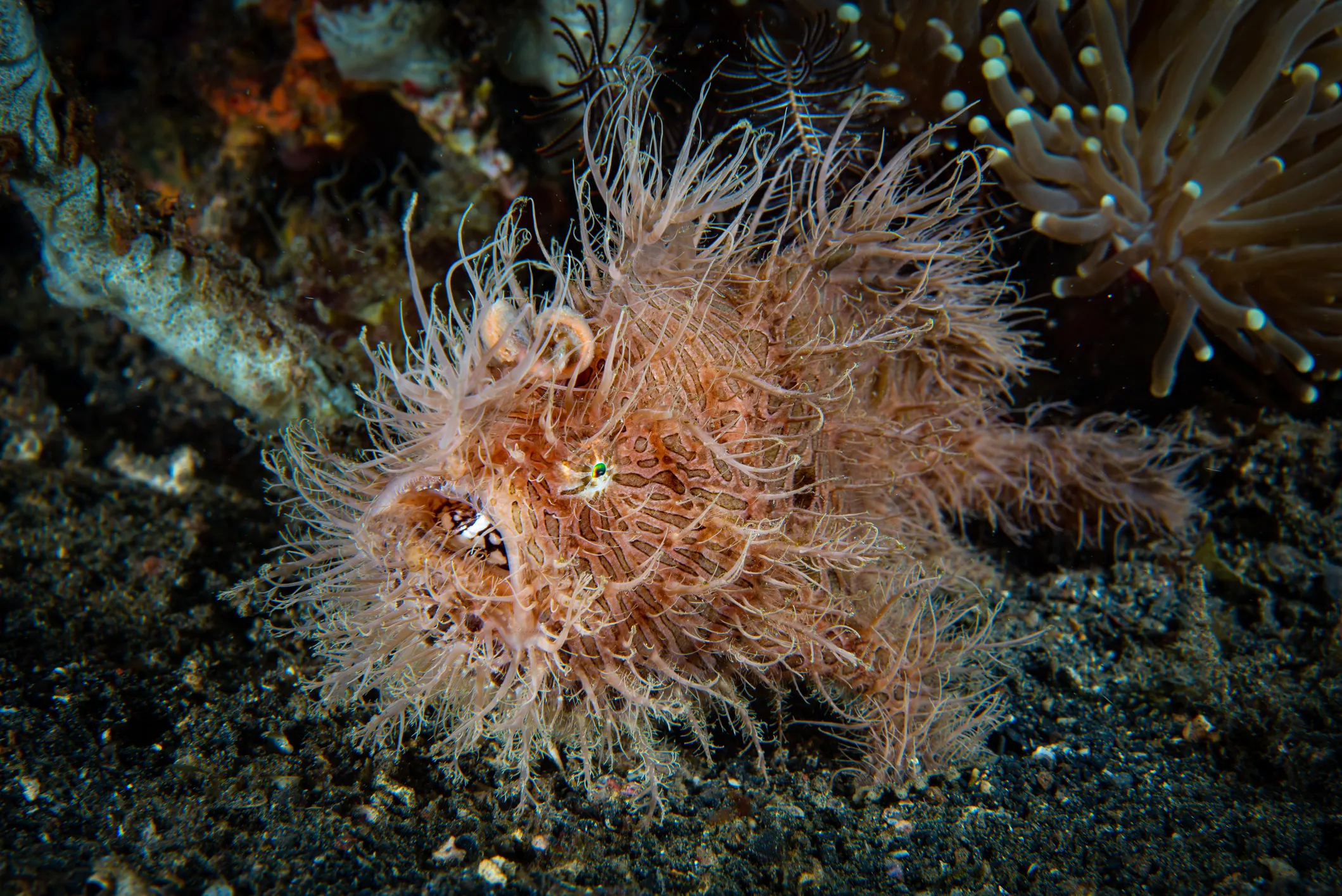 Frogfish