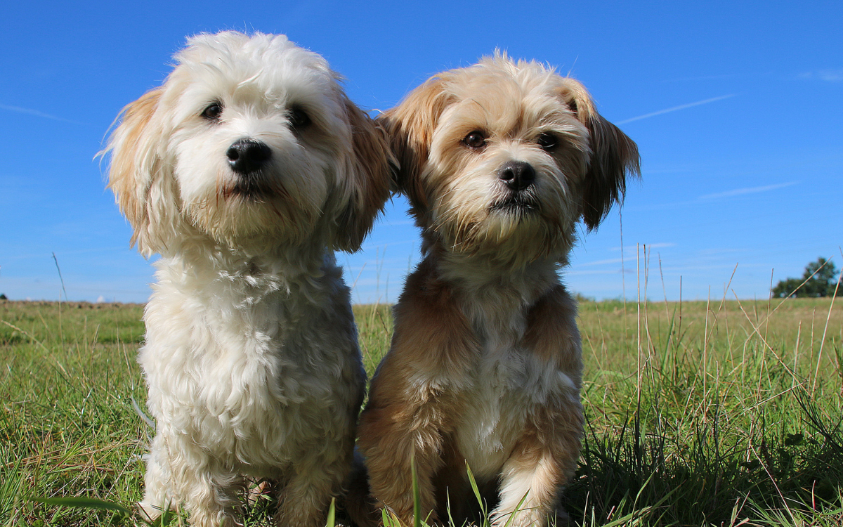 Delight At Cavapoo in 'Full Blown Relationship' With Girl Dog Next Door ...