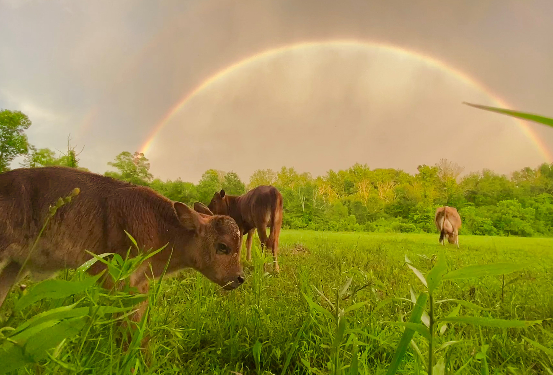 Cow Rushing to Show Farmer Her Newborn Calf Delights Internet: 'My ...