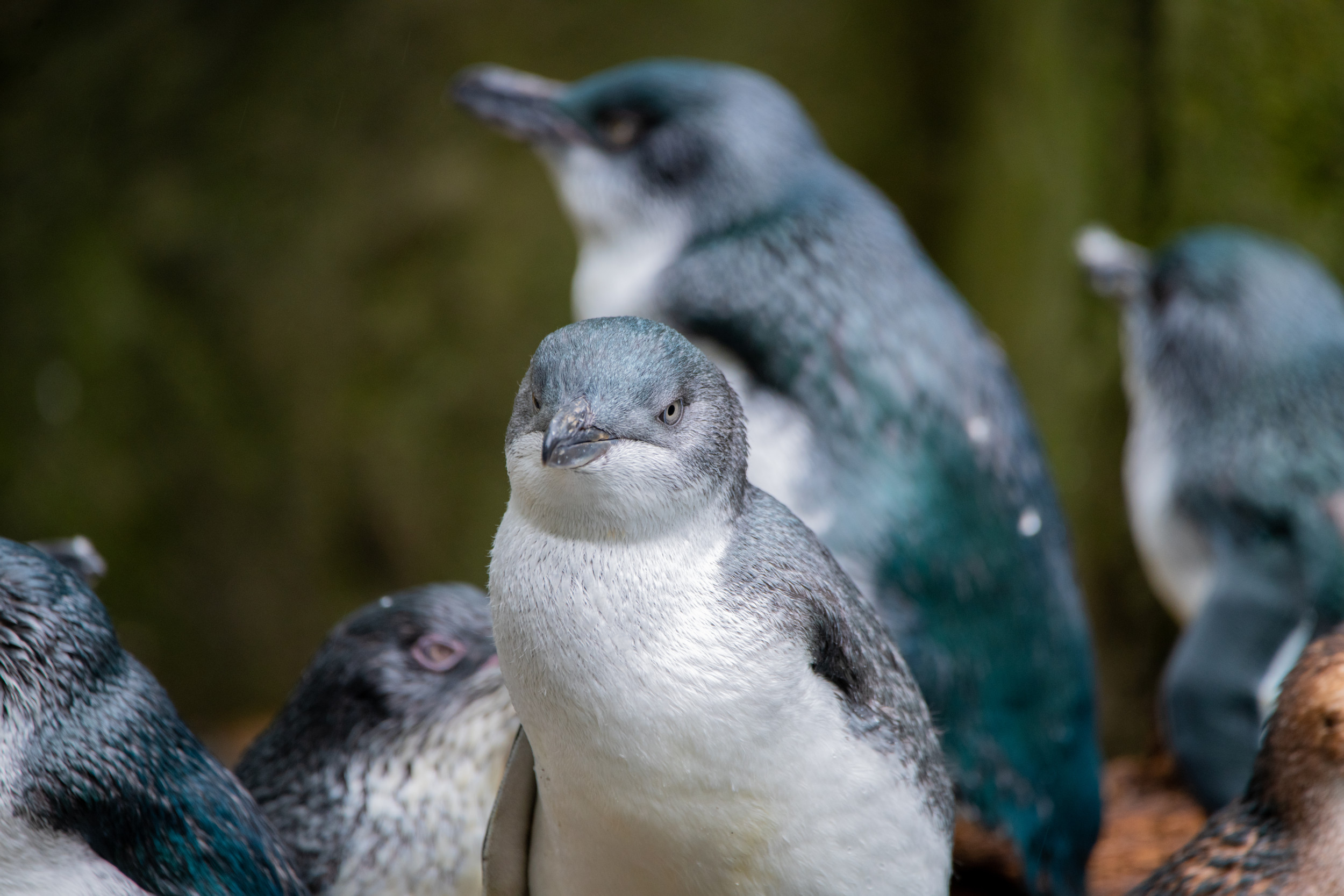 Penguins Found Dead With 'Catastrophic' Injuries After Dog Attack ...