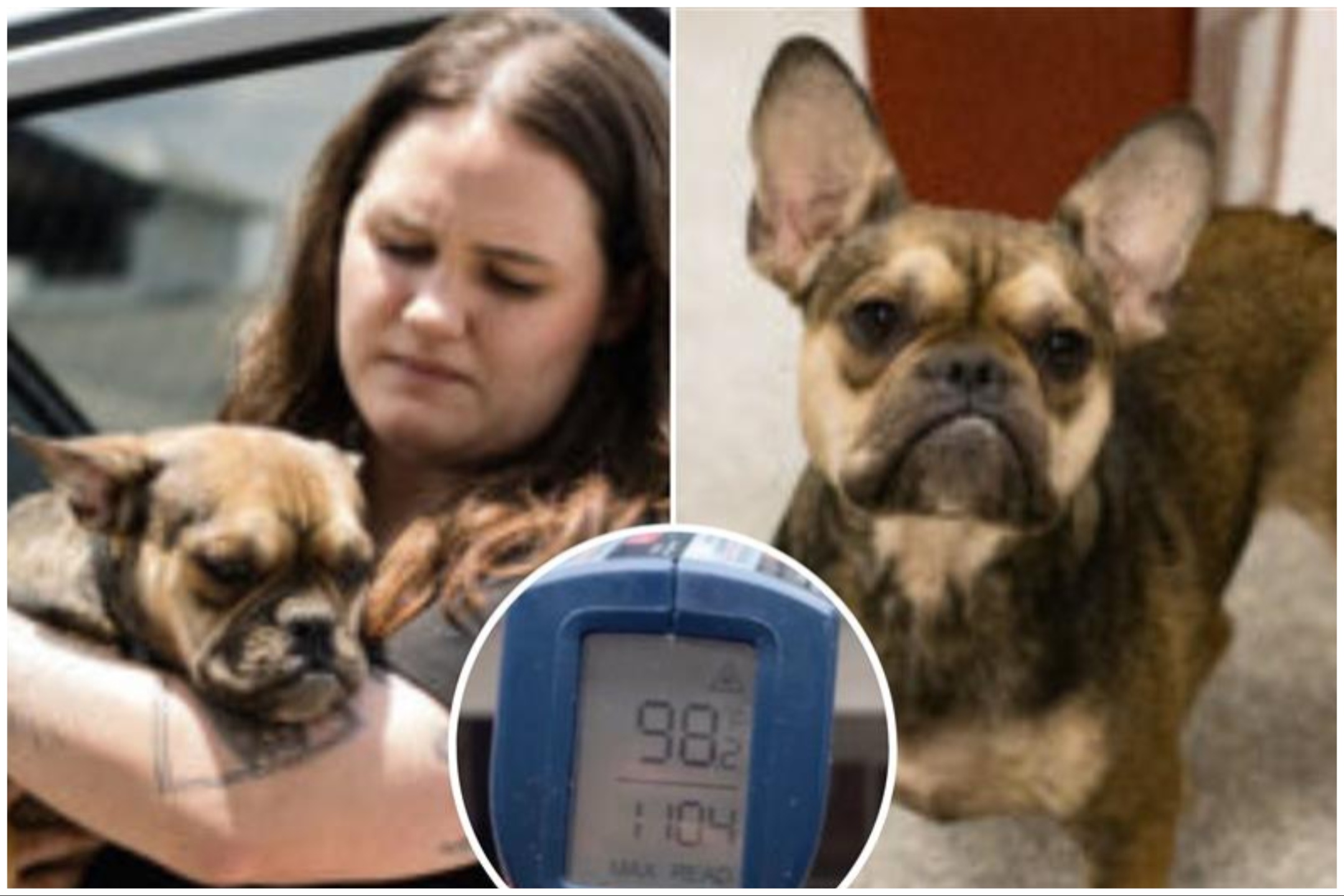 Two Dogs Found Dead After Being Left on Balcony in Texas Heat - Newsweek