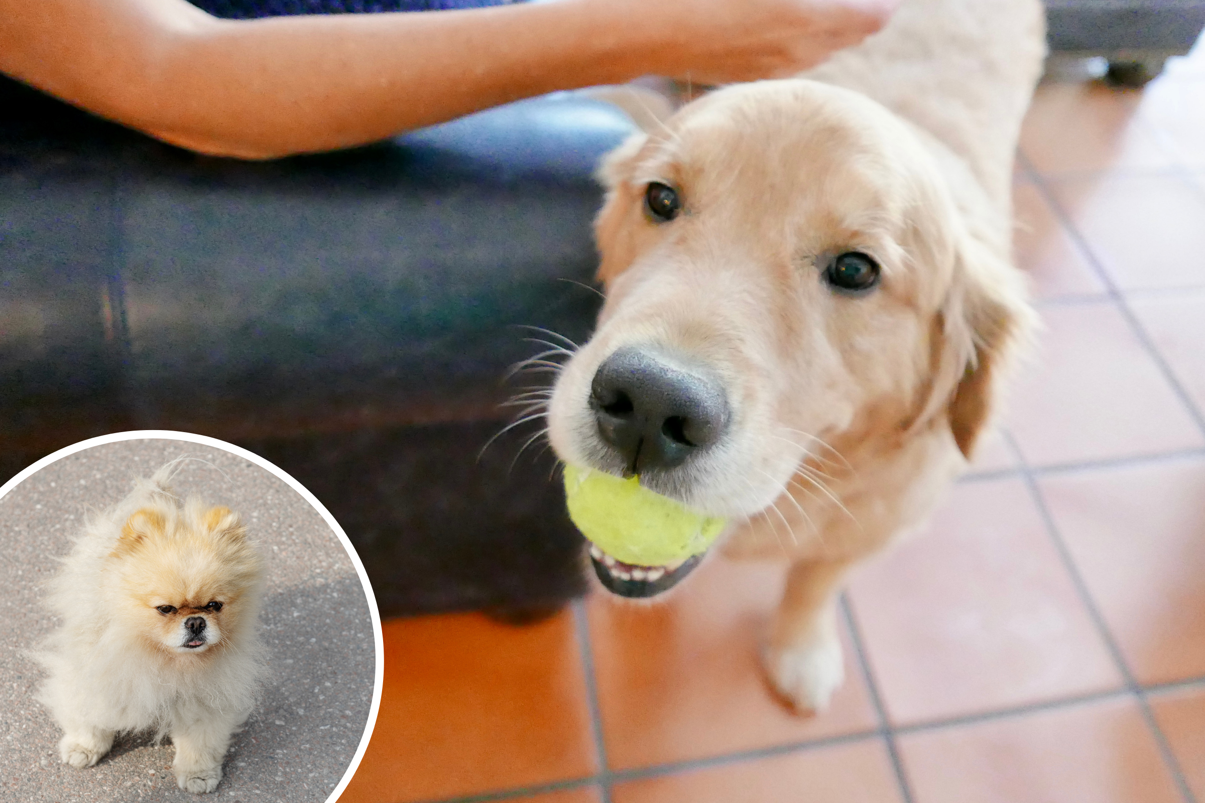 Pomeranian Mixed With Golden Retriever