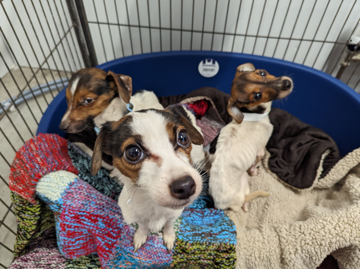 Couple Banned From Keeping Animals After Emaciated Dogs Discovered at ... Couple Banned From Keeping Animals After Emaciated Dogs Discovered at ...