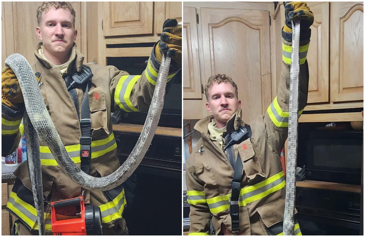 Huge Snake Breaks Into House and Starts Fire - Newsweek
