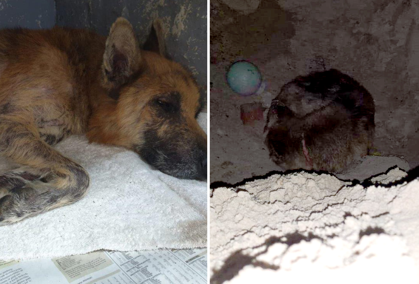 Dog Buried Alive in Horrific Case Rescuers Say Made Their 'Blood Run Cold' - Newsweek