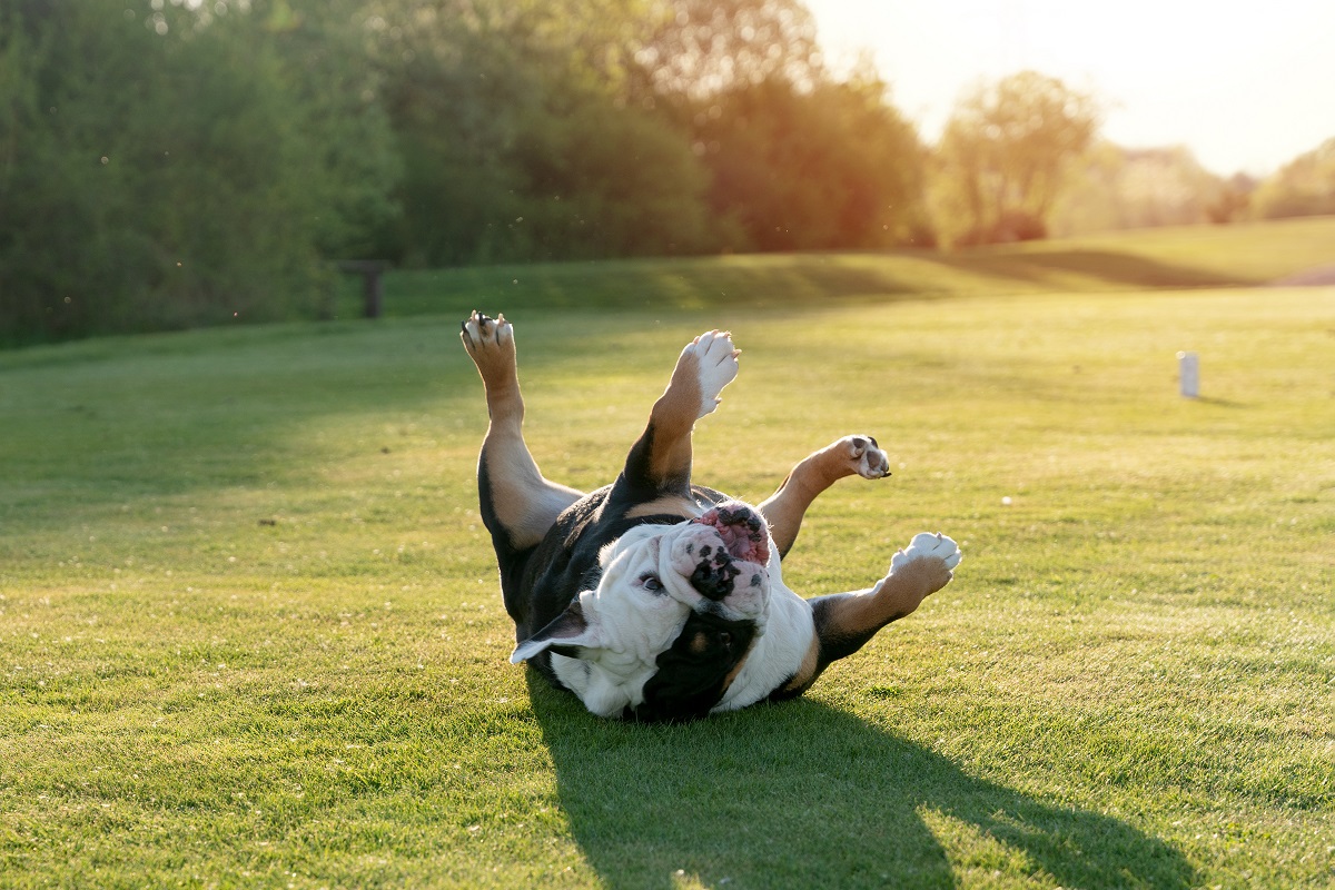 Bulldog Sliding Down Grassy Hill Is Guaranteed to Put a Smile on Your ...