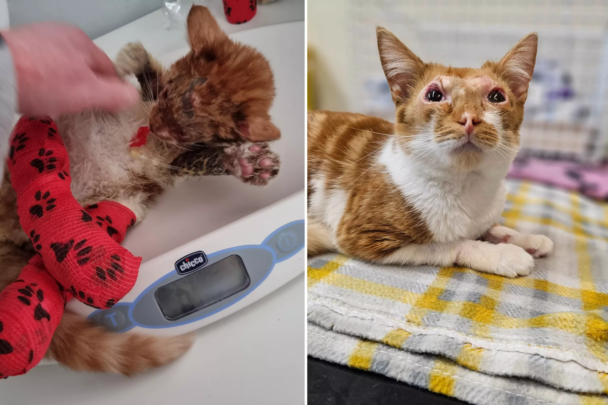 rosa-cat.webp?w=1600&h=900&q=88&f=442bf5de7bc0c52dc89e35d05c4957e2