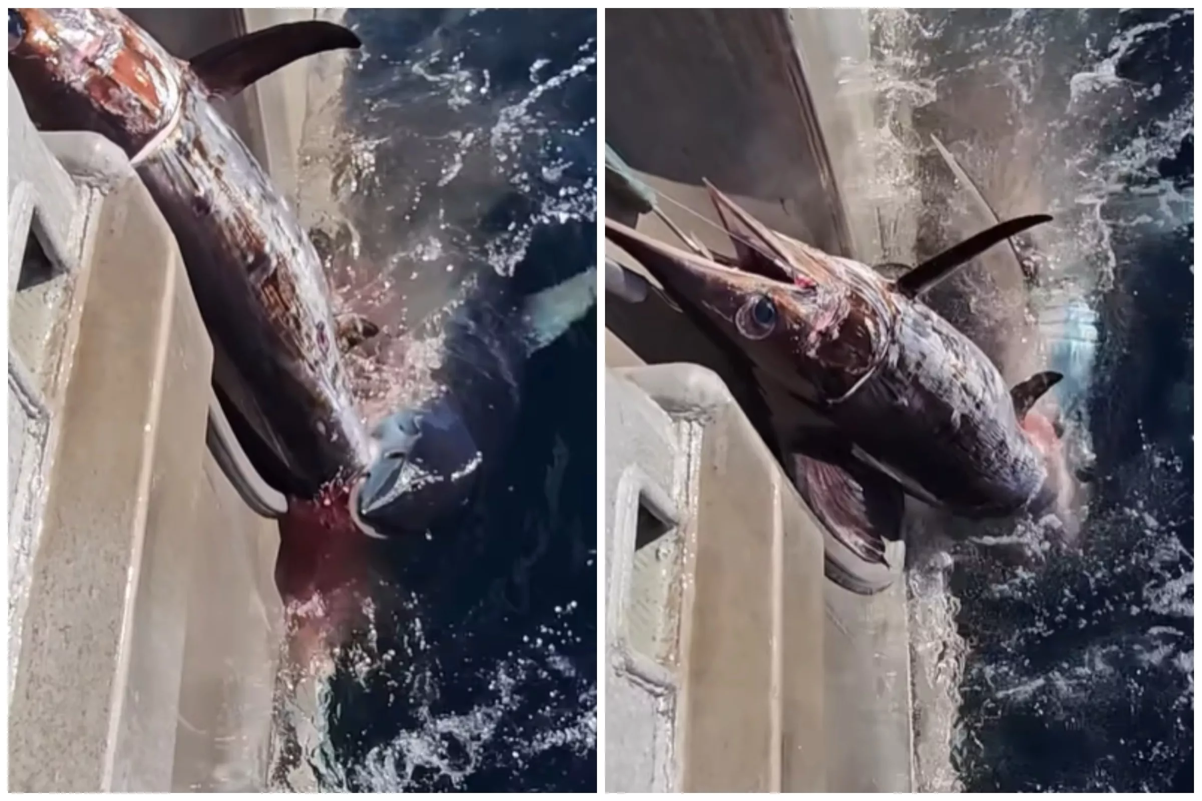 Swordfish Fighting Each Other Tips For Fighting Big Fish | AFTCO