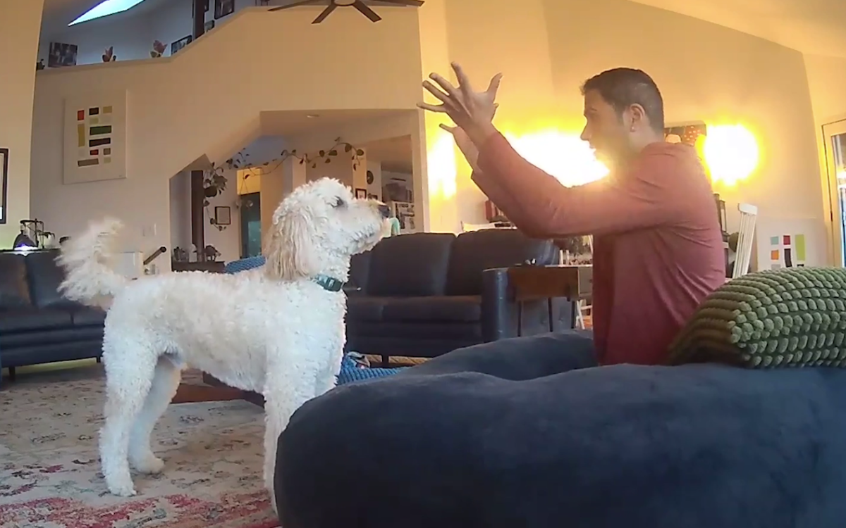 Goldendoodle Has Hilarious Reaction to Owner Performing Magic Trick ...