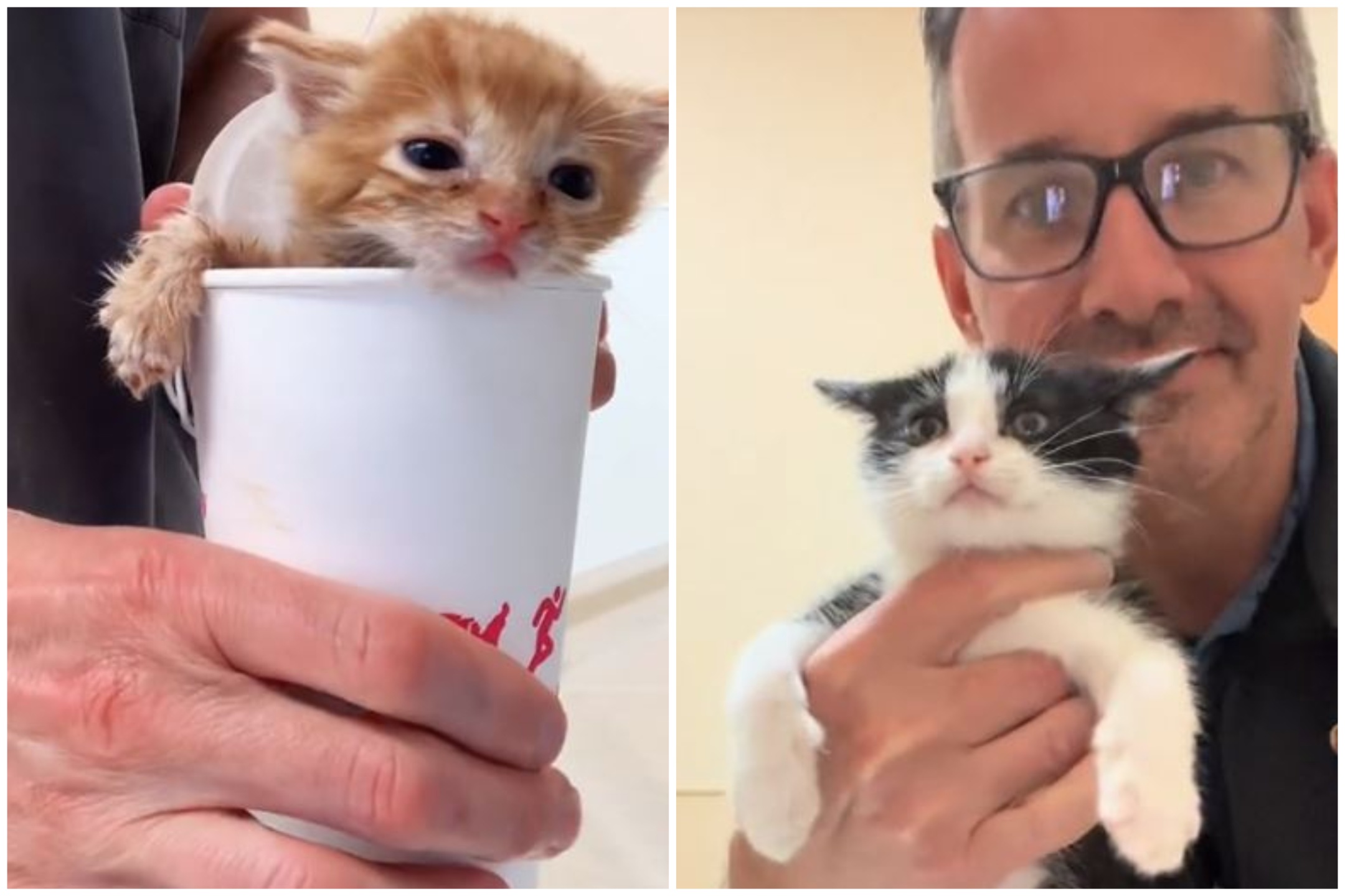 Vet Devises Hilarious Kitten Rating to Determine their 'Squishiness ...