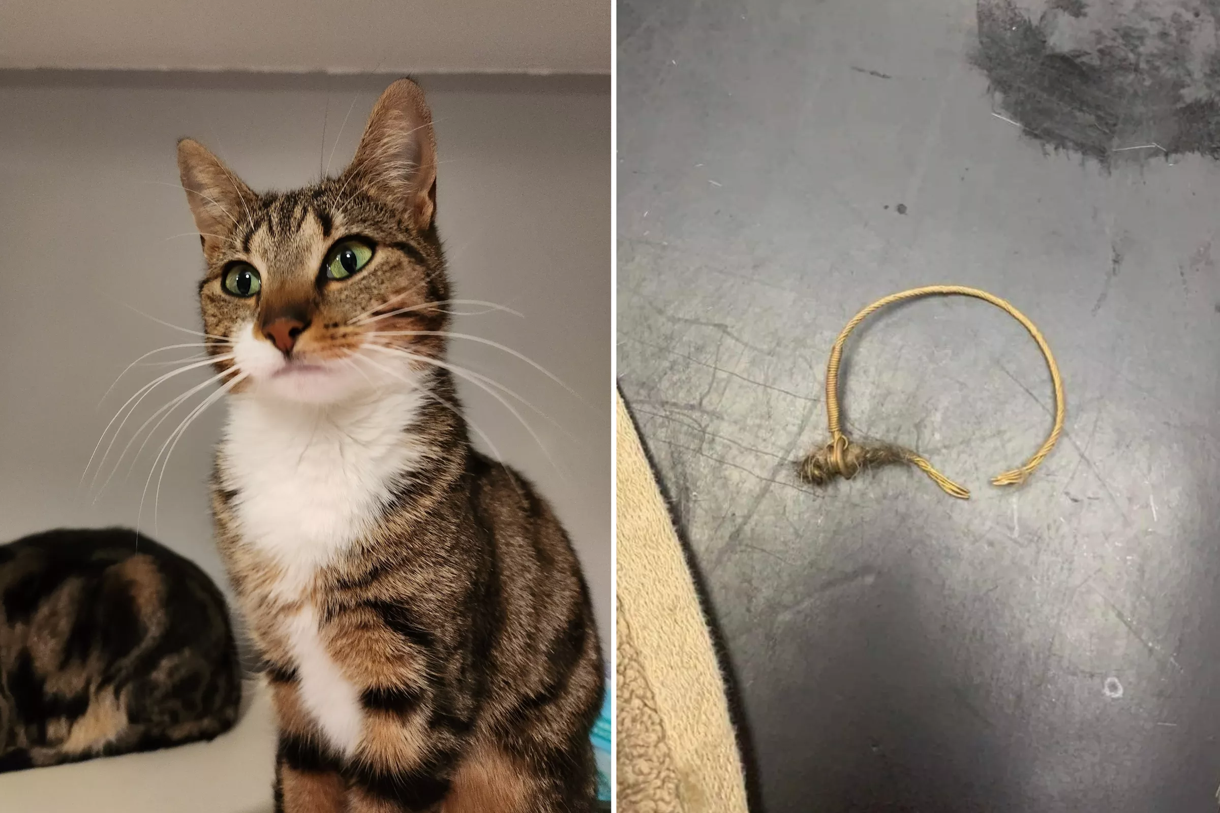 cat-snare.webp?w=1600&h=900&q=88&f=9f466952f537bb0e4215355a969b17e1