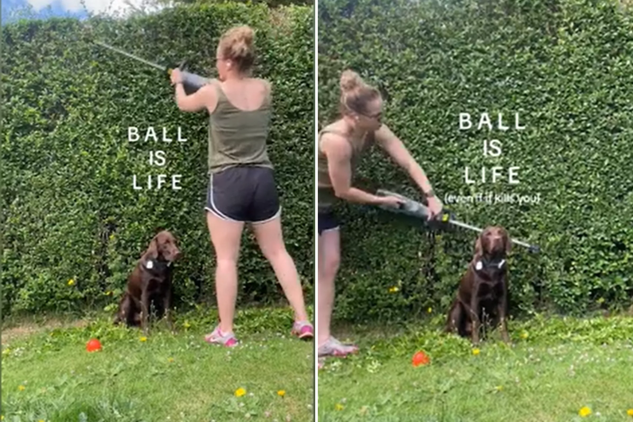 chief-labrador-gets-way.webp?w=1600&h=900&q=88&f ...