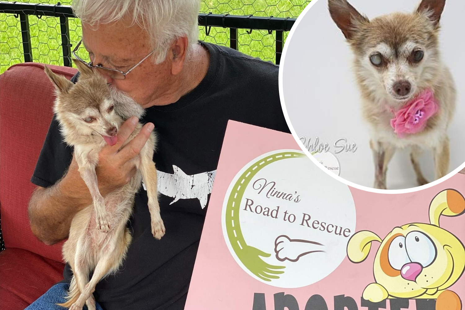 Happy Tears As Blind Elderly Dog Sent To Shelter After 16 Years Gets a ...