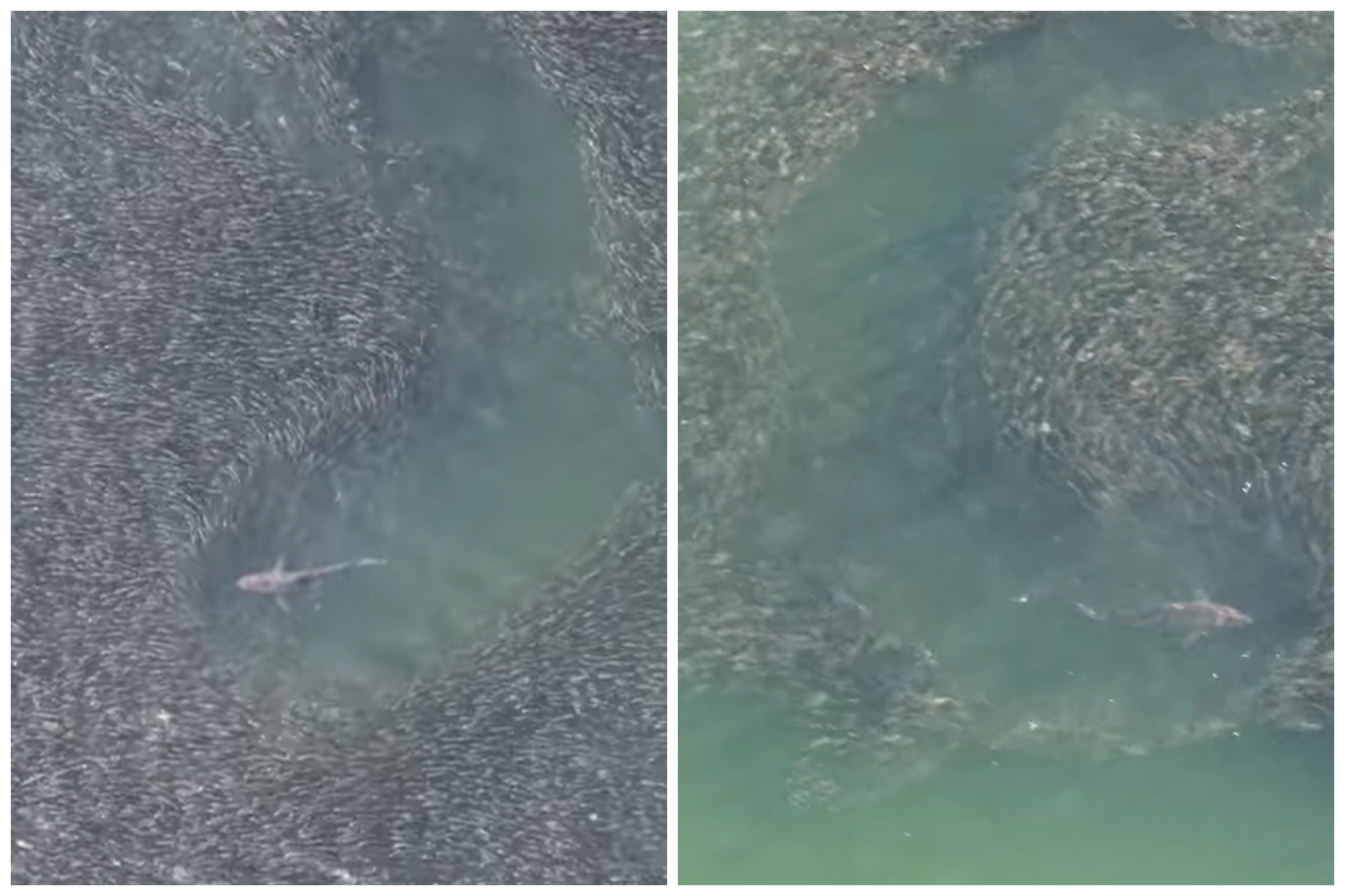 Shark Filmed Feeding on 'Bunker Pod' in Mesmerizing Video - Newsweek