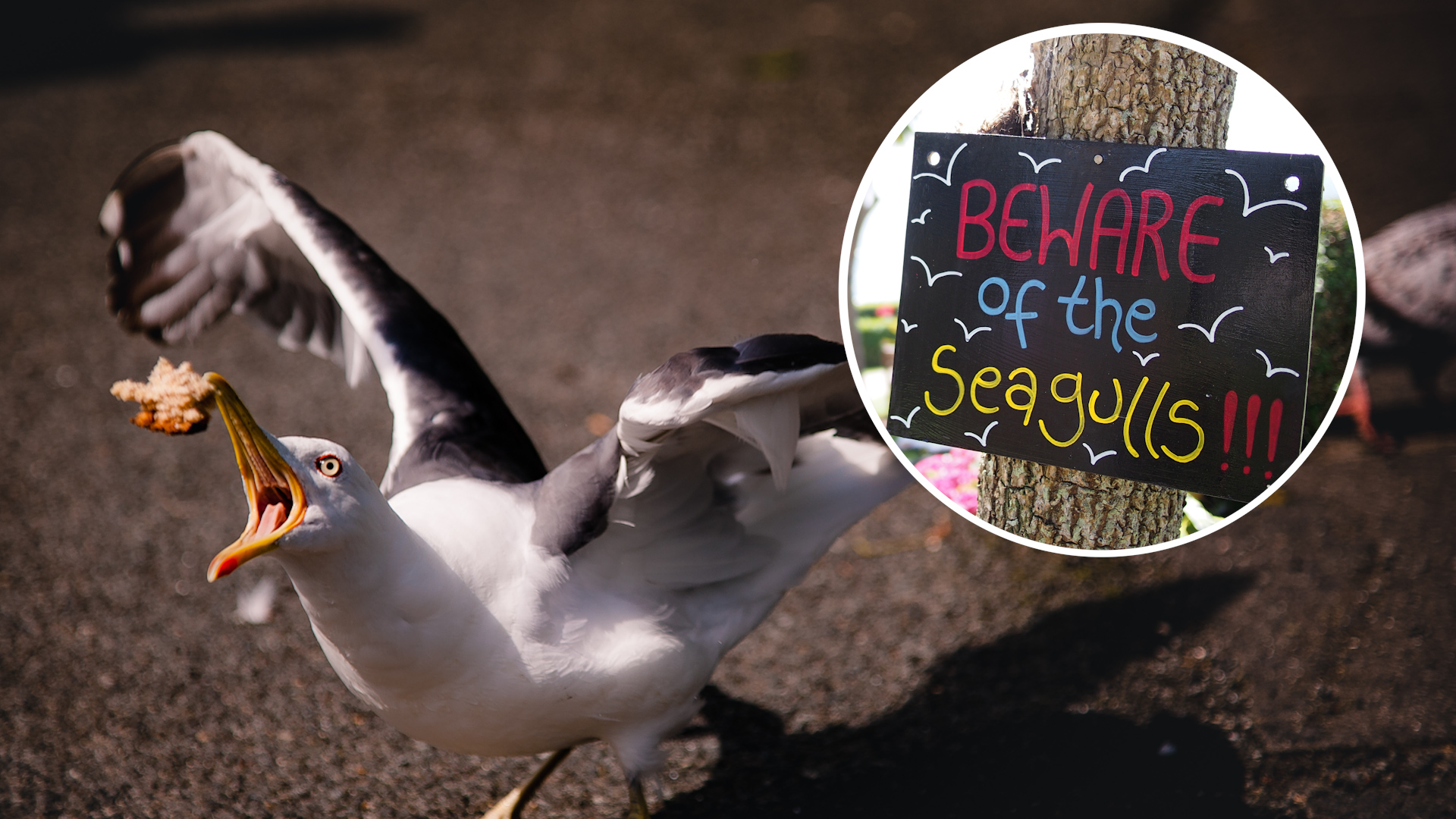 Seagull Attack Memes