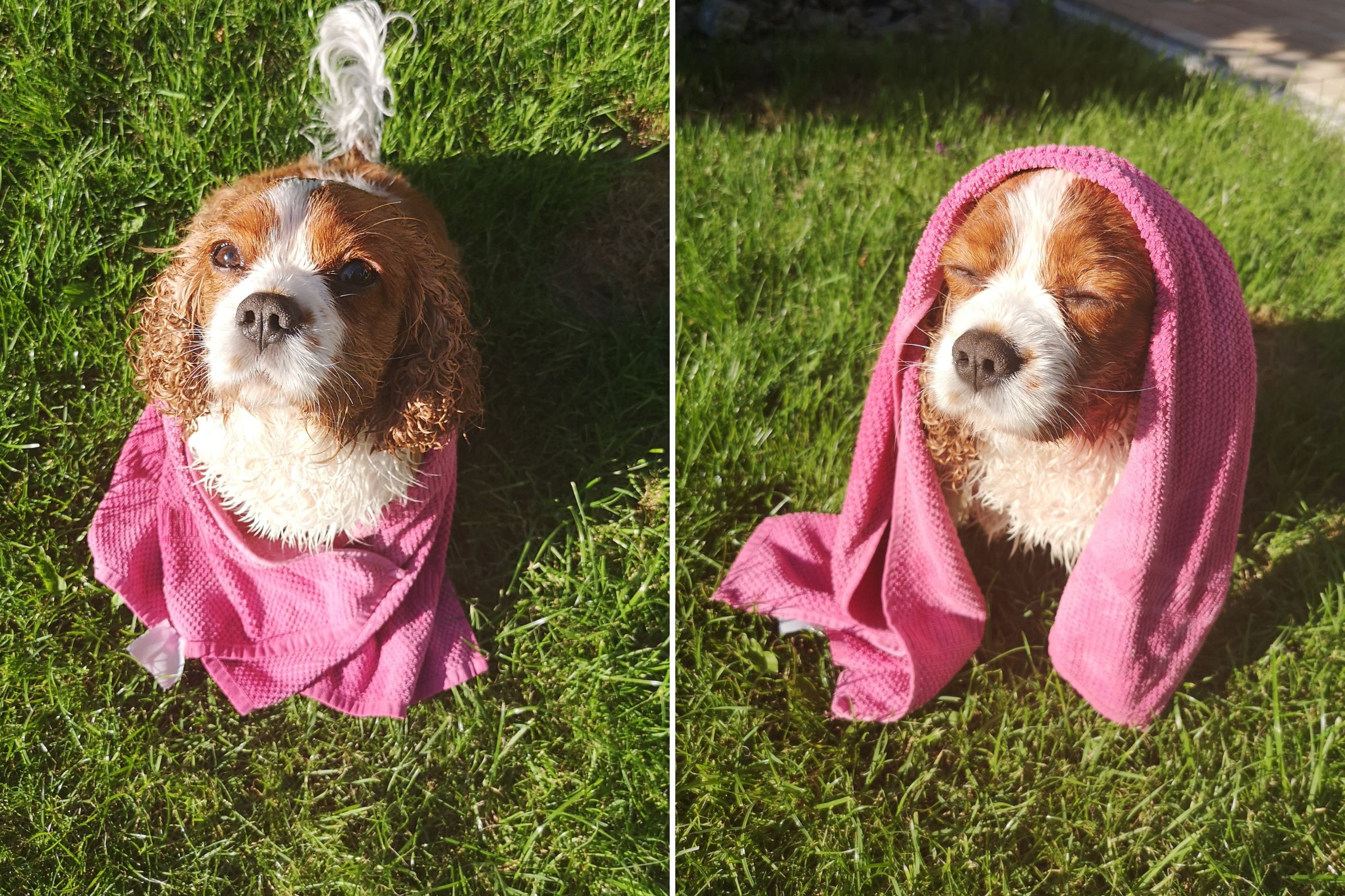 Puppy's Adorable Reaction to 'Getting Rained On' Melts Hearts - Newsweek