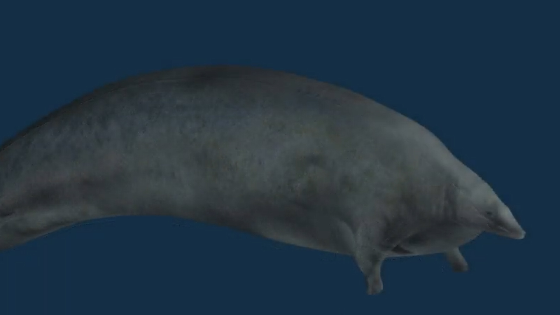 Giant Whale Prehistoric