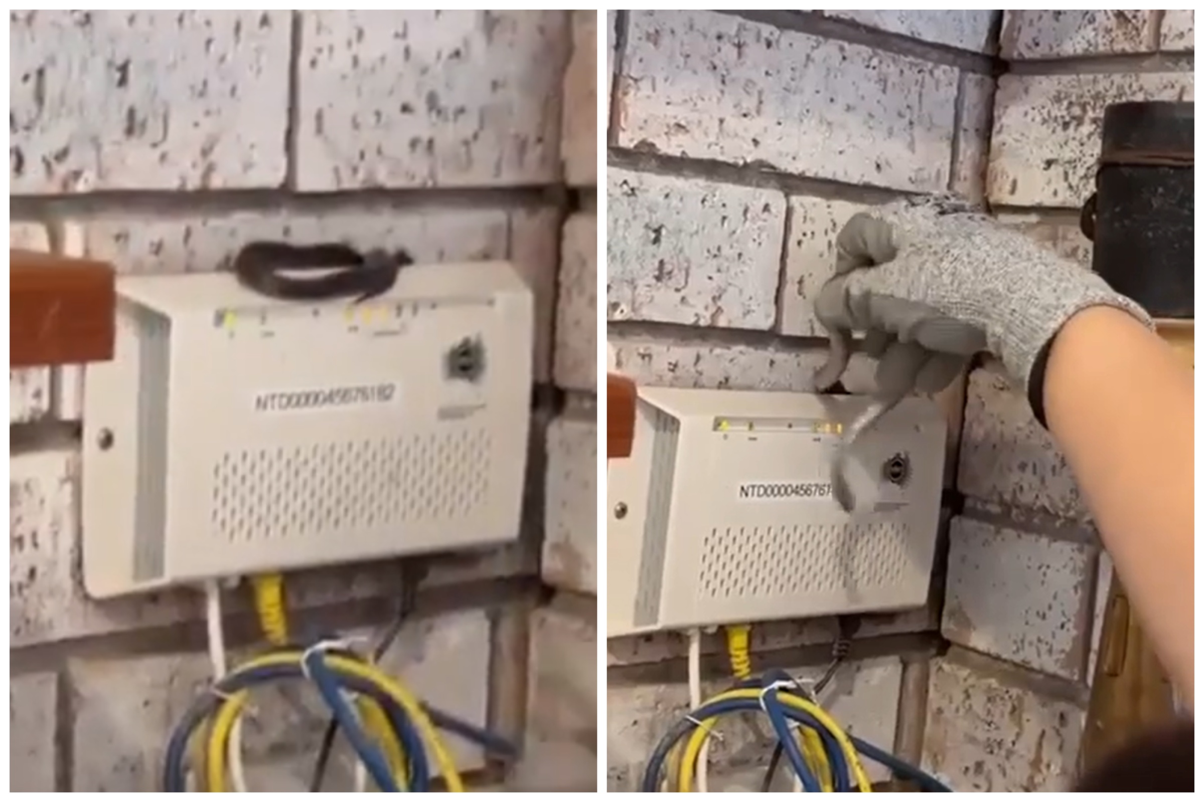 Shock As Homeowners Find Venomous Snake Above Wi-Fi Router - Newsweek