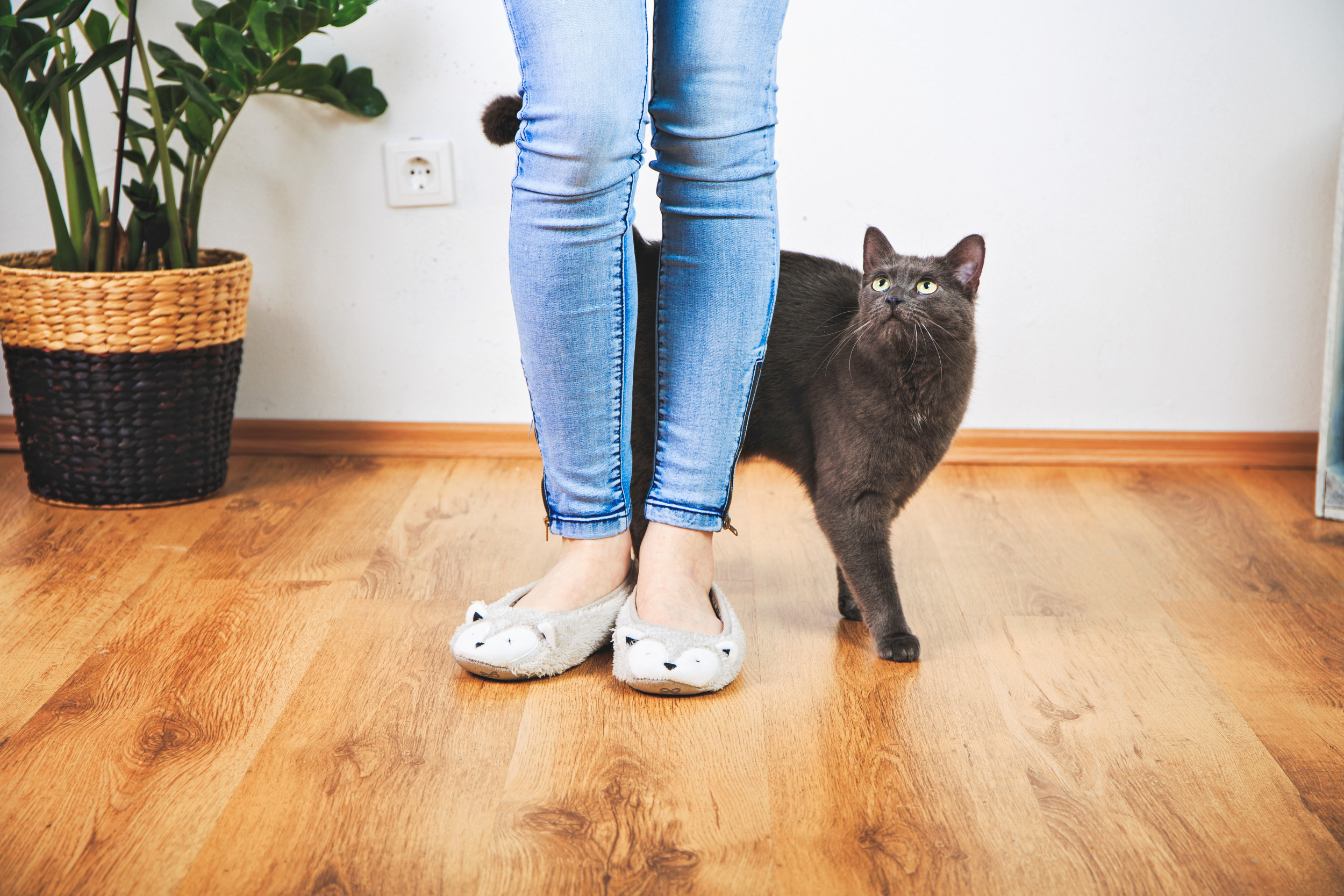 Man Shares What It's Like Living With a Clingy Cat and Internet Is ...