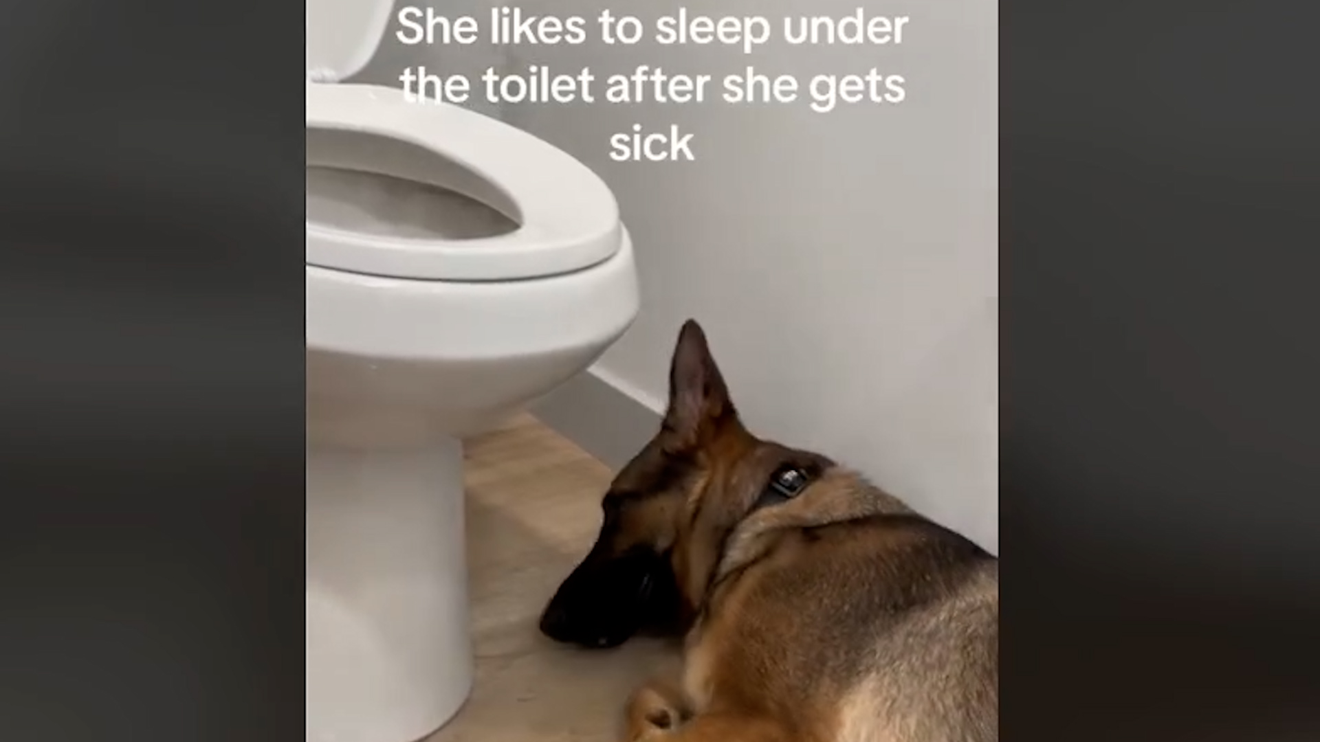 Funny Sick Animal Pictures