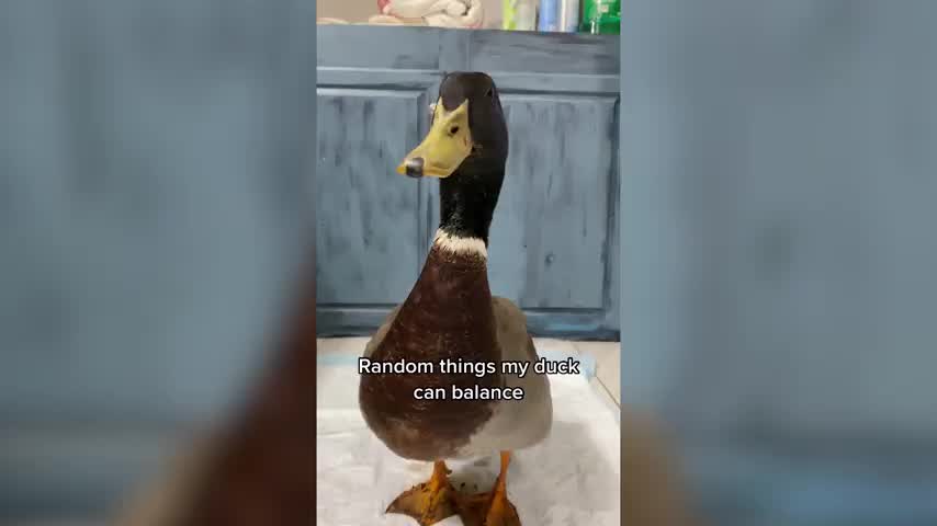 Random Pictures Of Things
