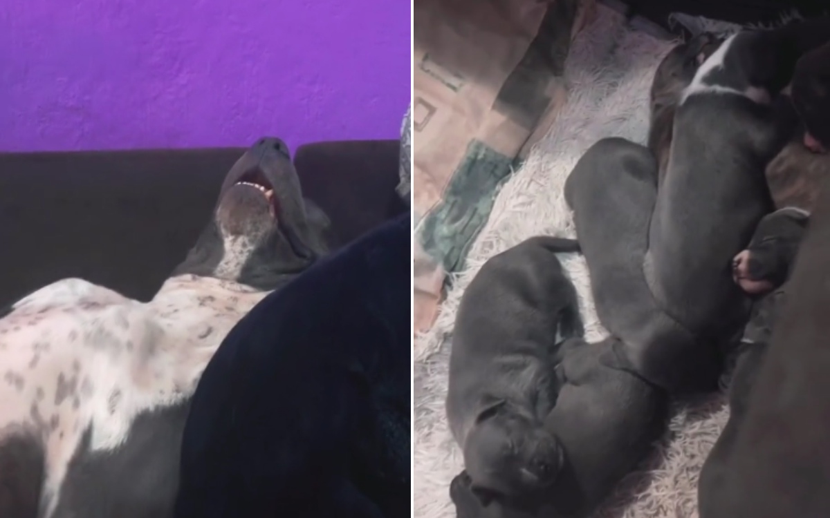 Mom Dog in Deep Sleep After 'Exhausting' Day Parenting Is So Relatable ...