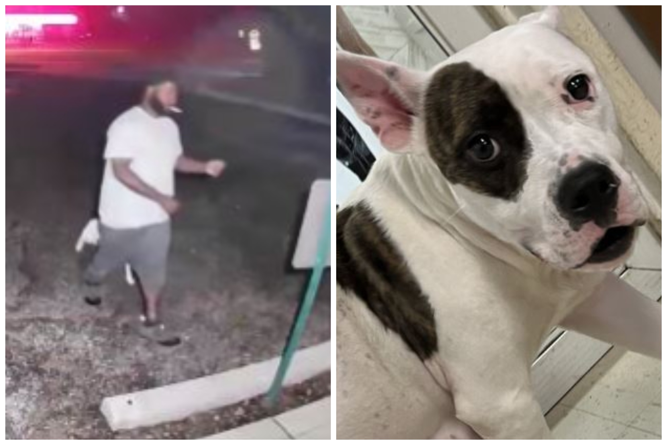Watch Man Abandon Dog Who Just Had Puppies by Tying Her Up and Leaving ...