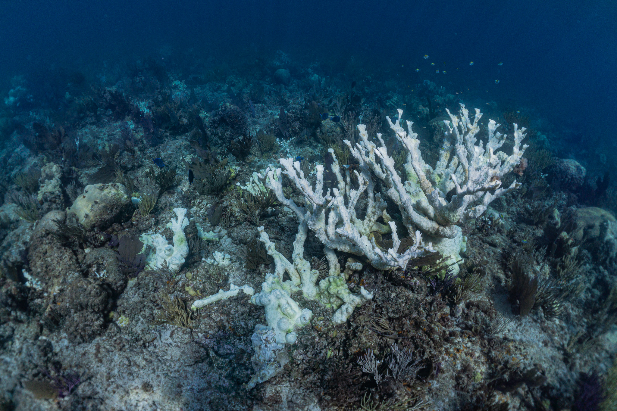 Coral Reefs Bleaching