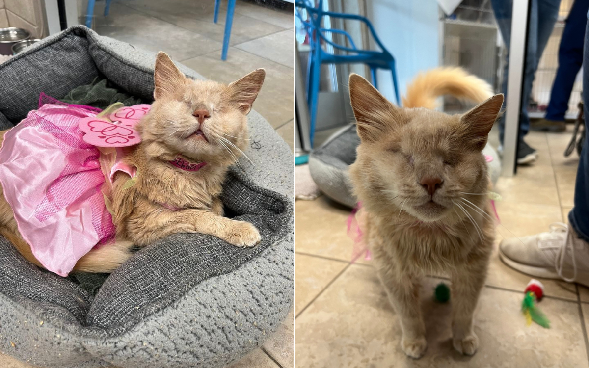 Joy as 'Miracle' Cat Who Lost Both Eyes After Being Hit by Car Is ...