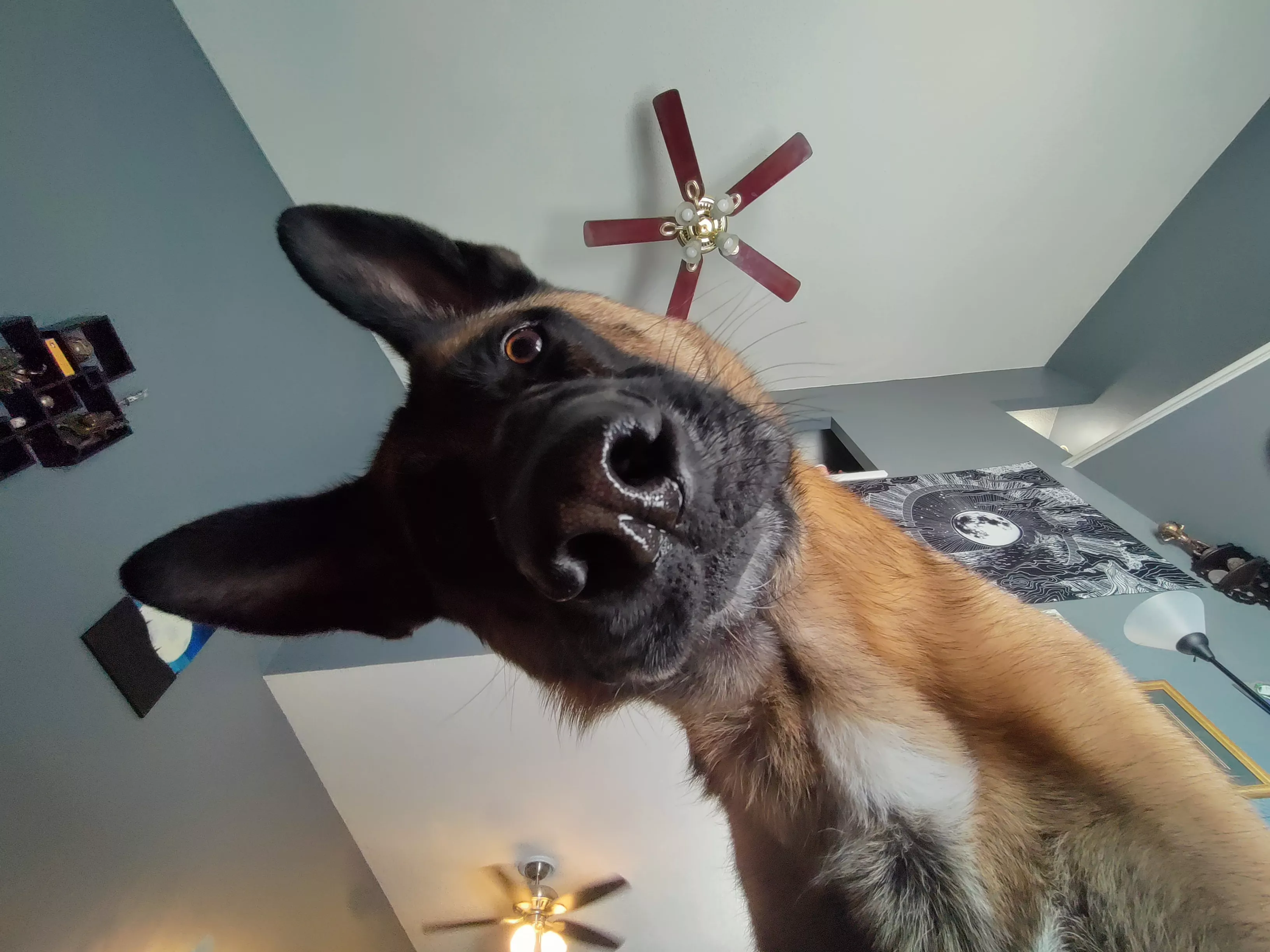 German Shepherd Smiling