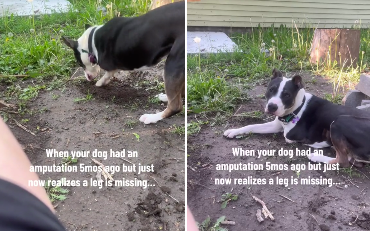 Dog Who Had Leg Amputated Just Realizes He's Missing a Limb…5 Months ...