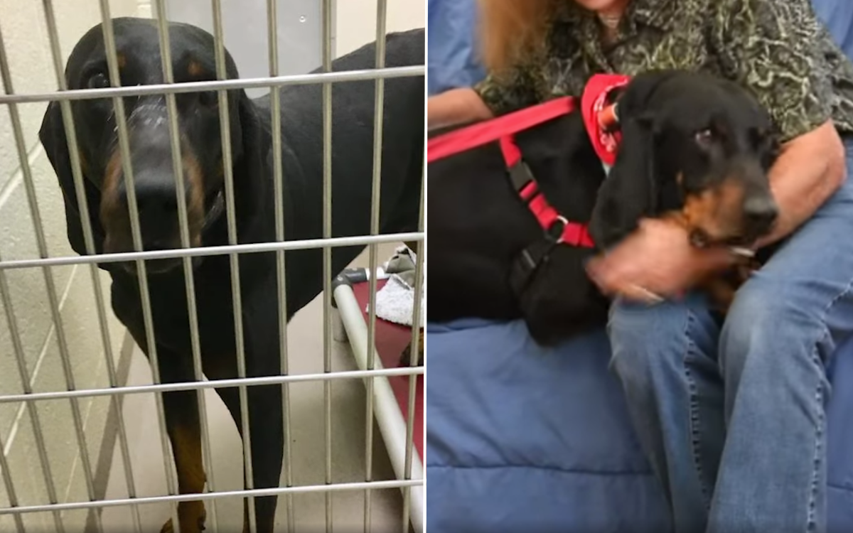 Newsweek Shelter Dog Jumps For Joy at Antonio Fore blog