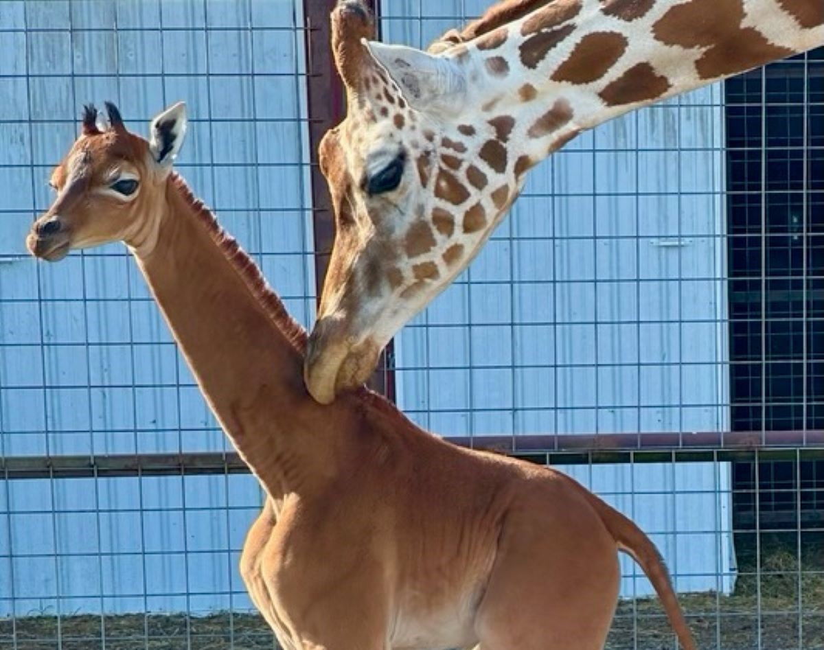 Spotless Giraffe, Likely Earth's Only One, Born at Zoo—Name Poll ...