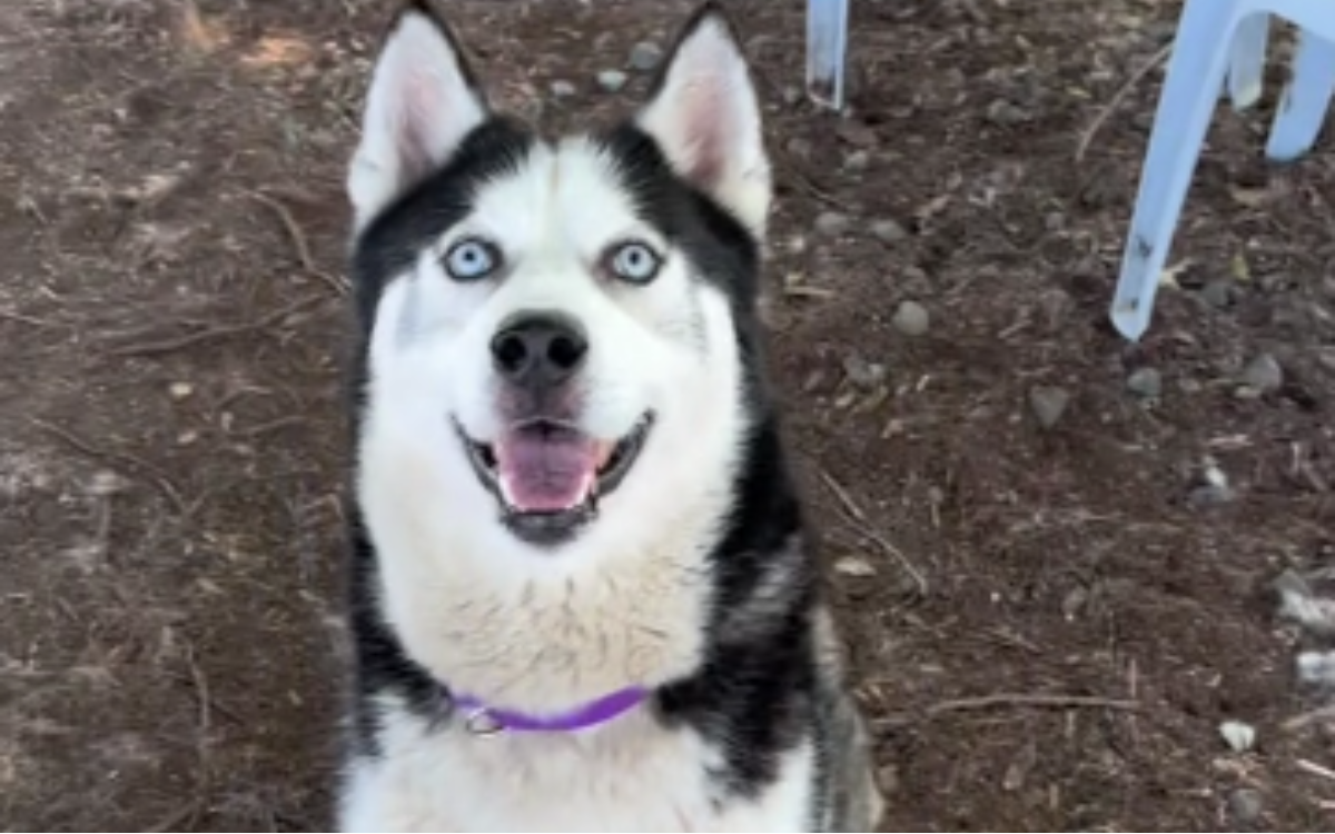 Watch Husky's Heartbreaking Deterioration Over 430 Days in Animal ...