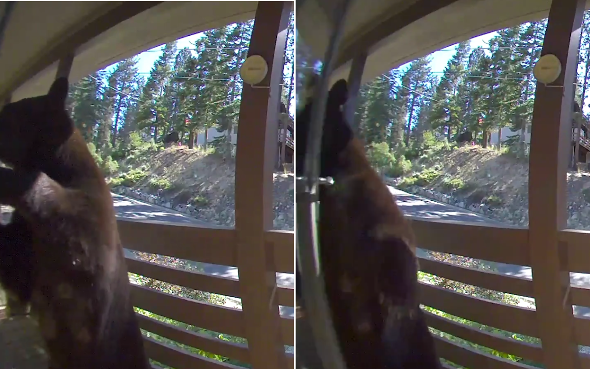 Shock as Bear Opens Door to Man's House: 'I Nearly Fell off the Couch ...